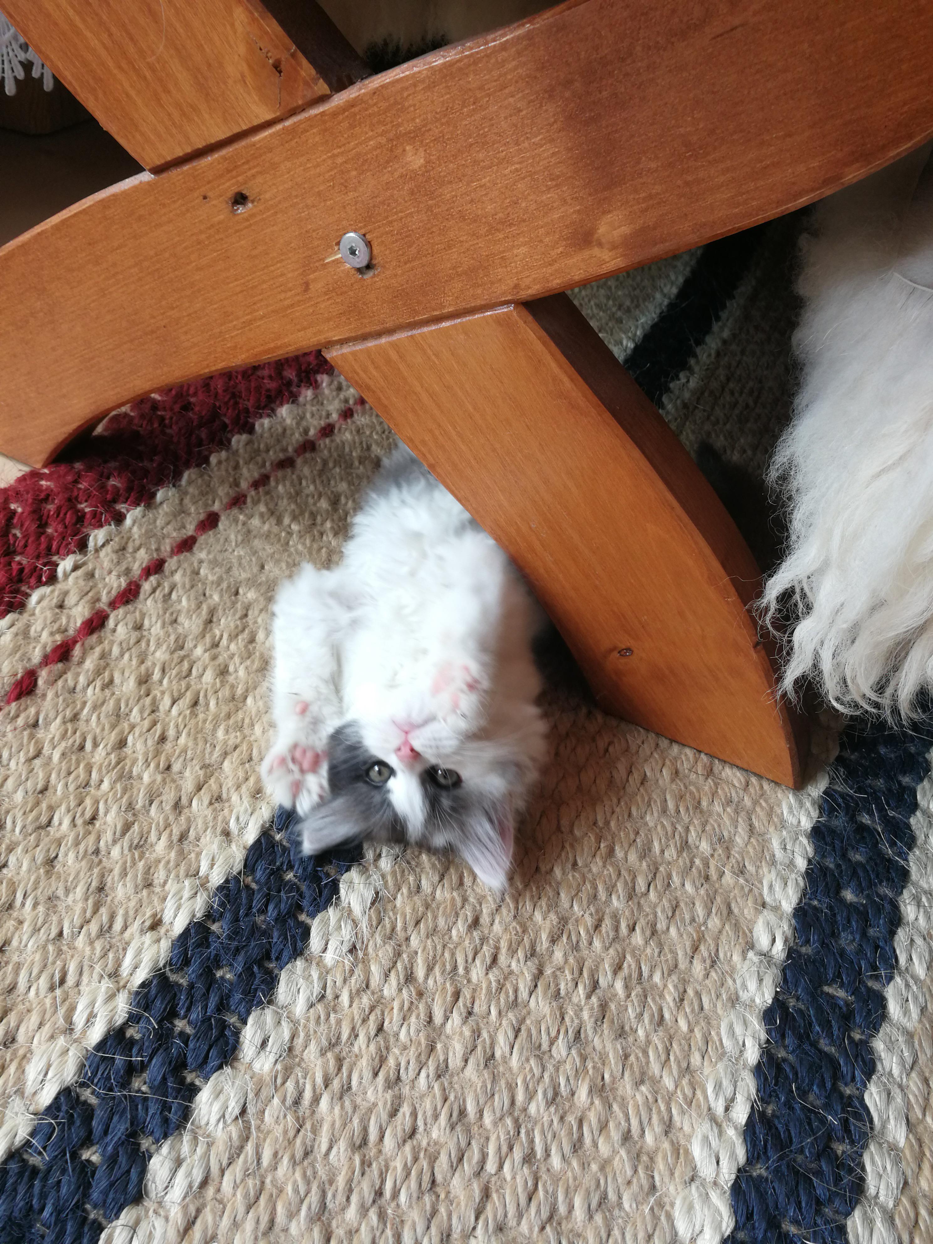 Cute little kitten’s tiny toe beans | Scrolller