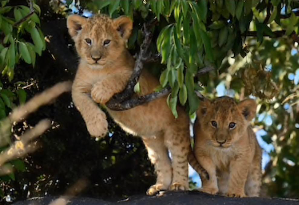 Cute Little Tree Climbing Duo | Scrolller