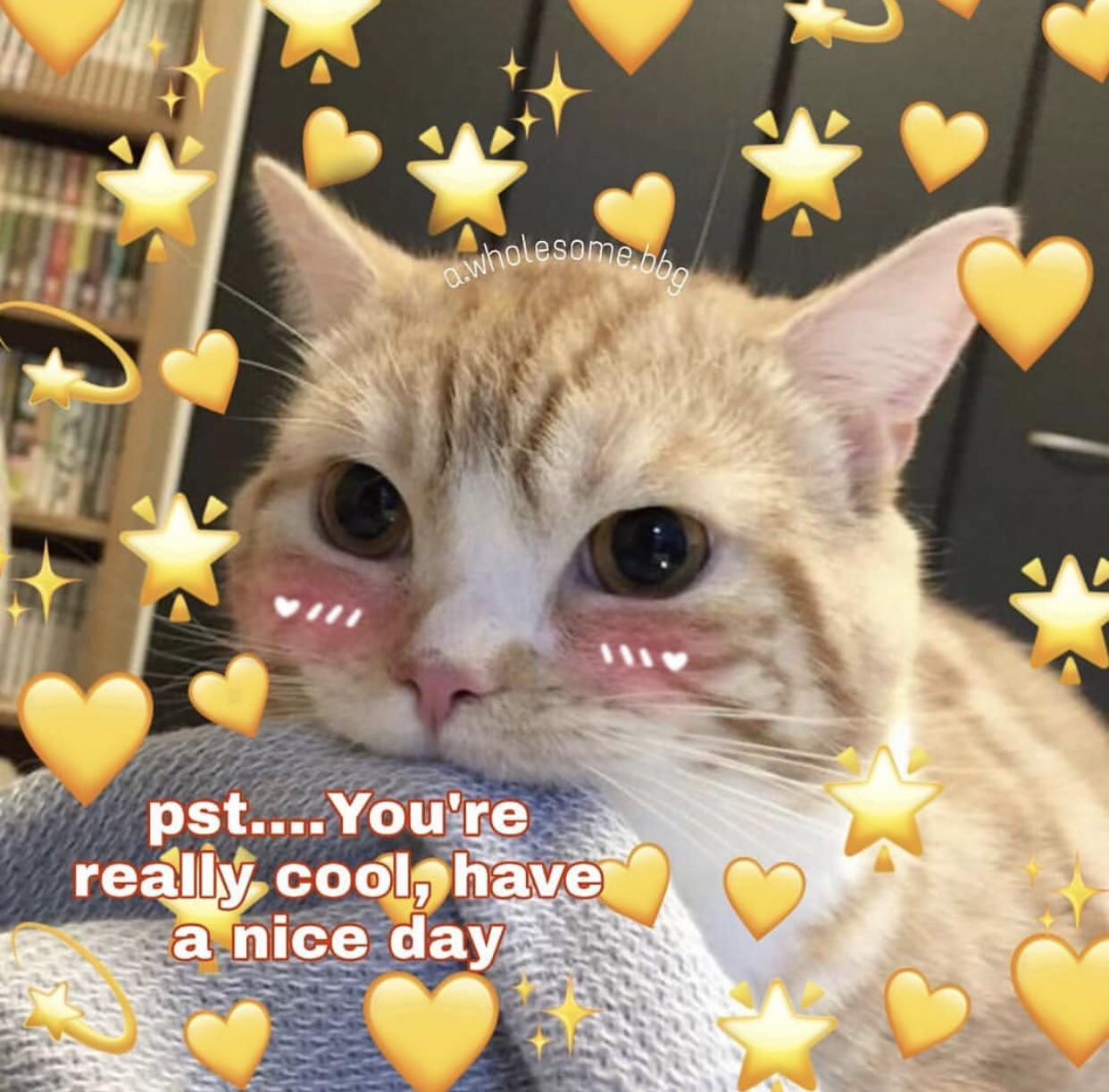 Cute meme | Scrolller