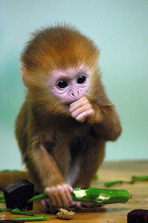 cute monkey | Scrolller