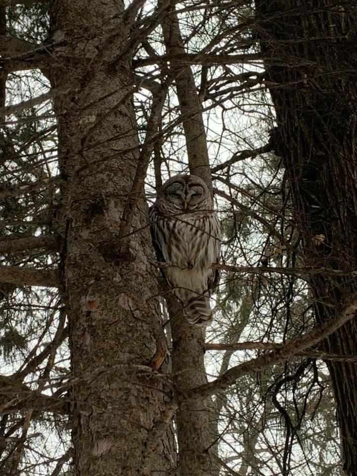 Cute owl while walking in Assiniboine Park | Scrolller