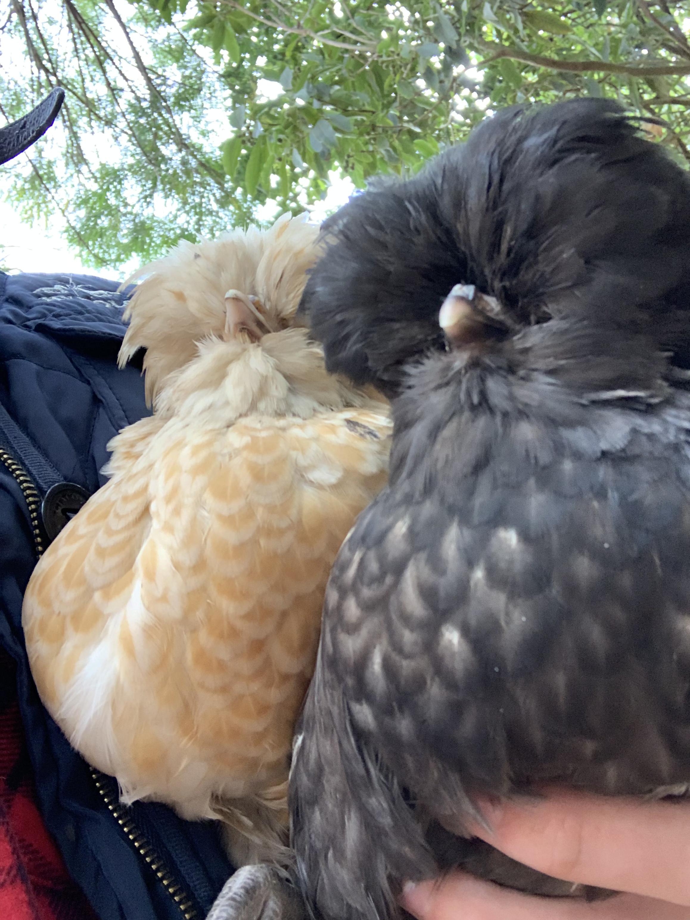 Cute polish chickens | Scrolller