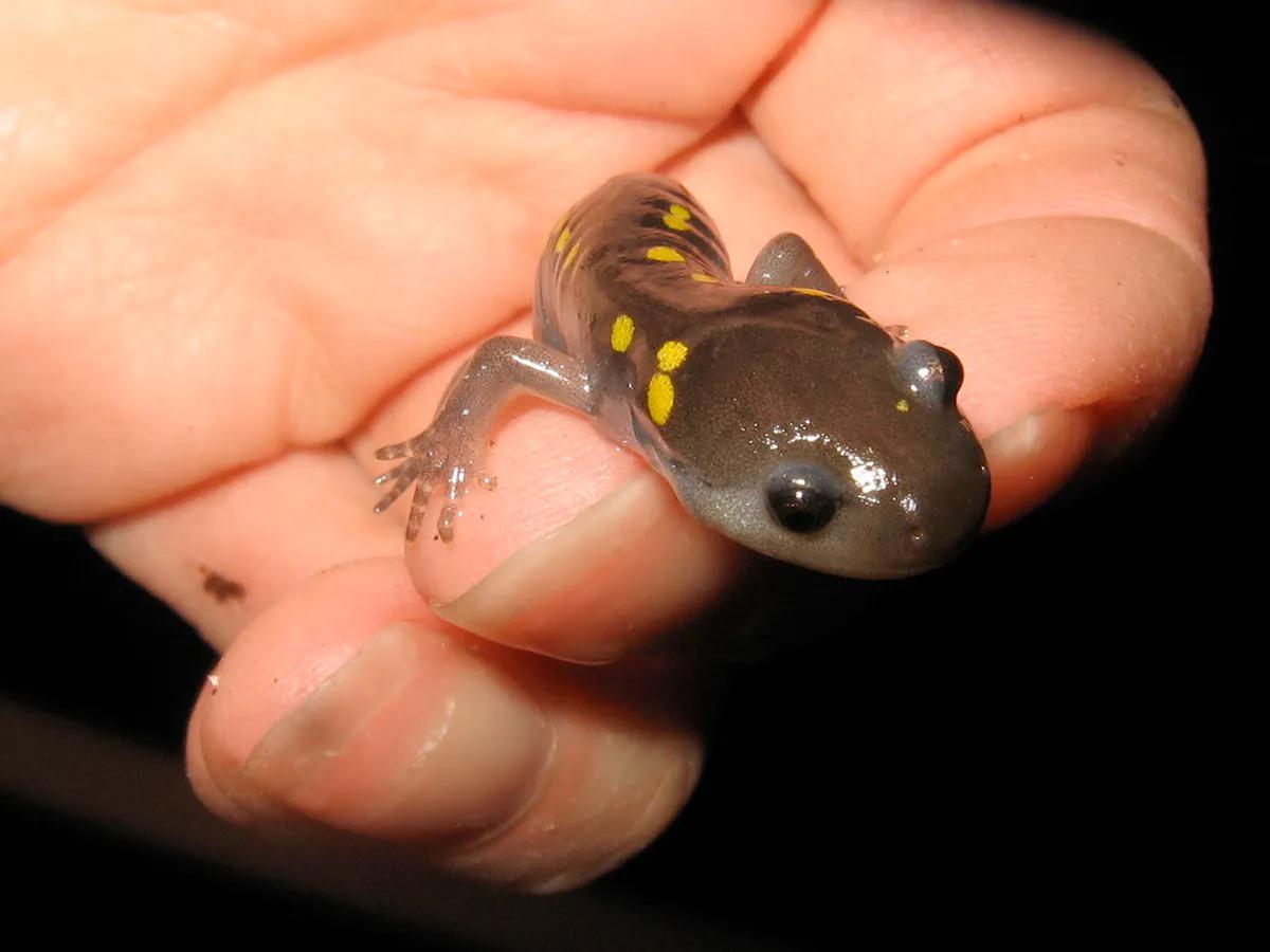 Cute salamander | Scrolller
