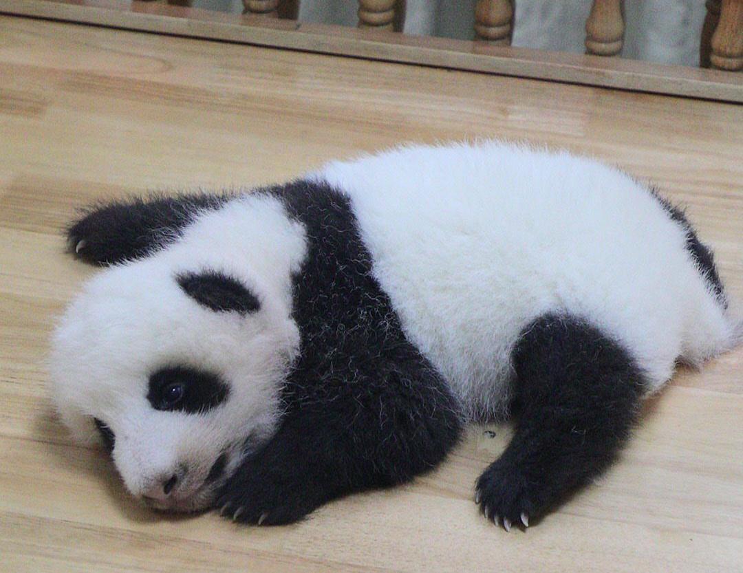Cute sleeping baby panda | Scrolller