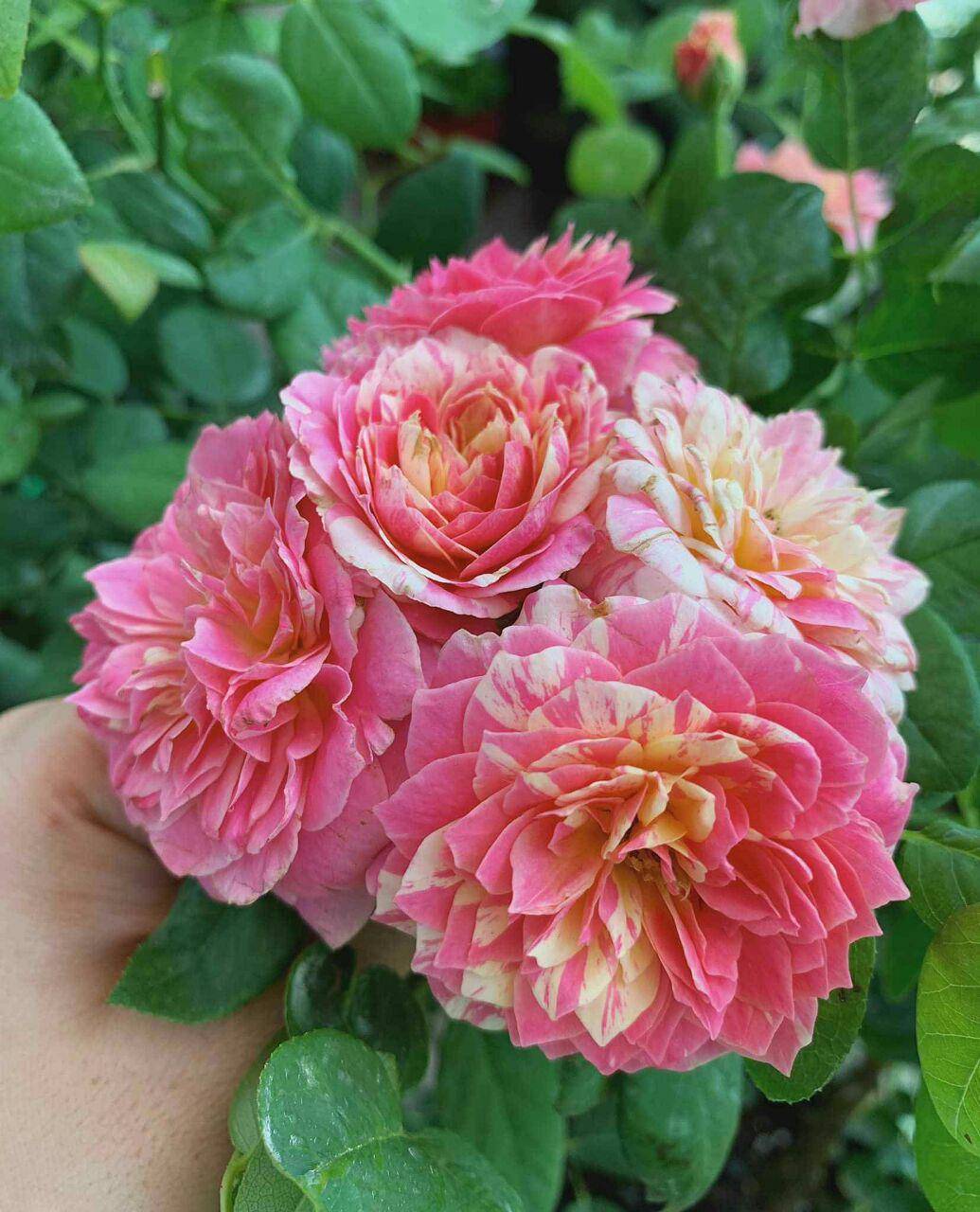 Cutie tiny Claude Monet from my roses garden | Scrolller