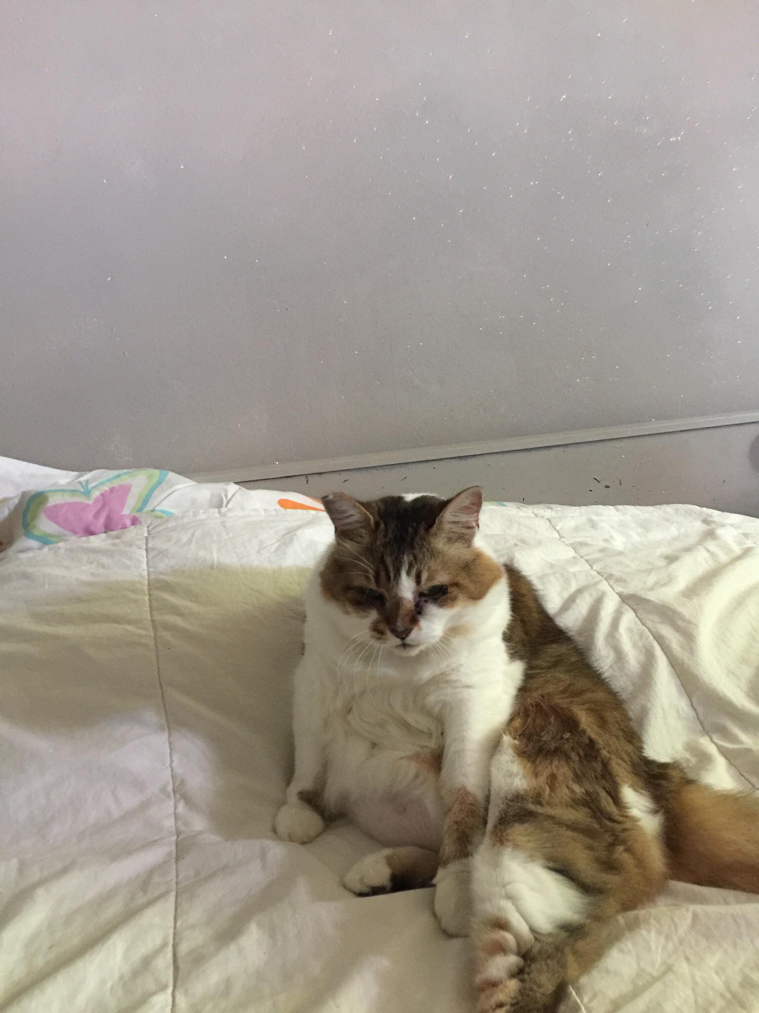 Da Chonk | Scrolller