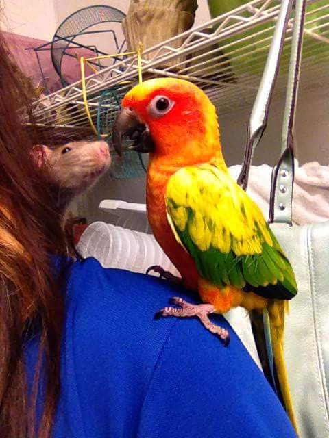 Da Vinci the rat meets Peaches the conure. Instant best friends! | Scrolller