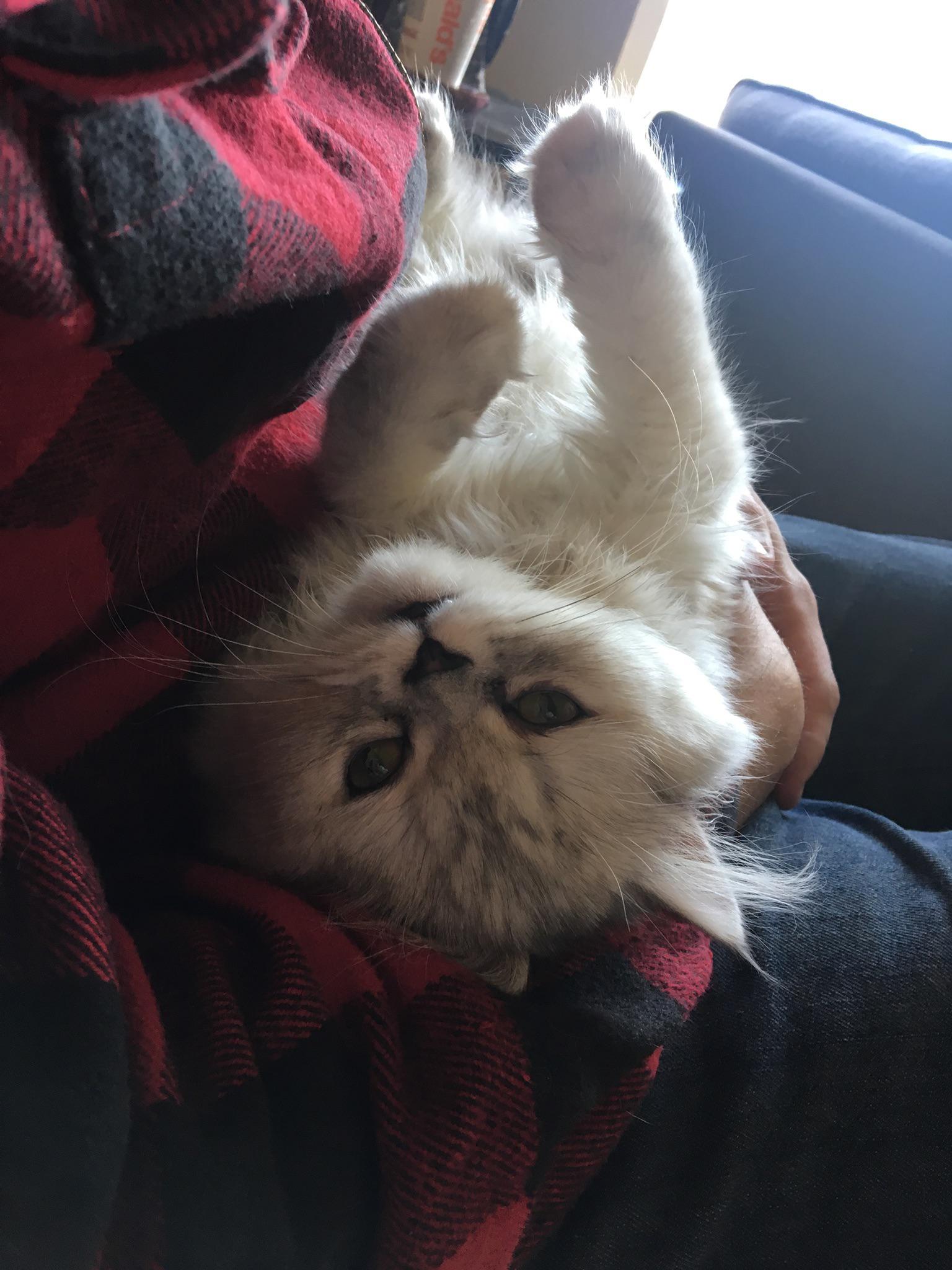 Daddy’s little gato | Scrolller