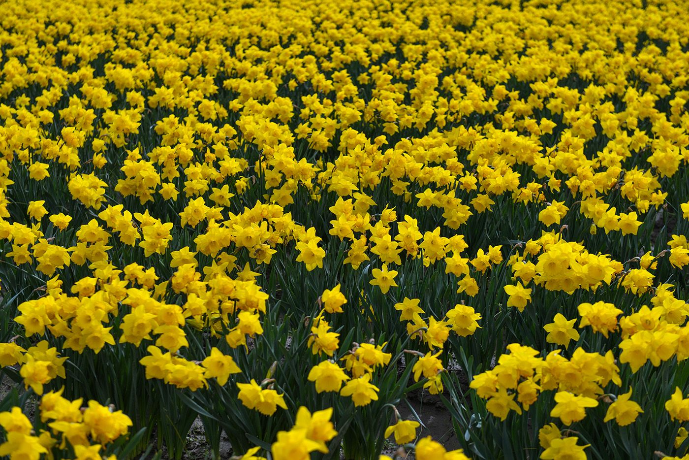 Daffodils, Mount Vernon WA [OC][1400x934] | Scrolller
