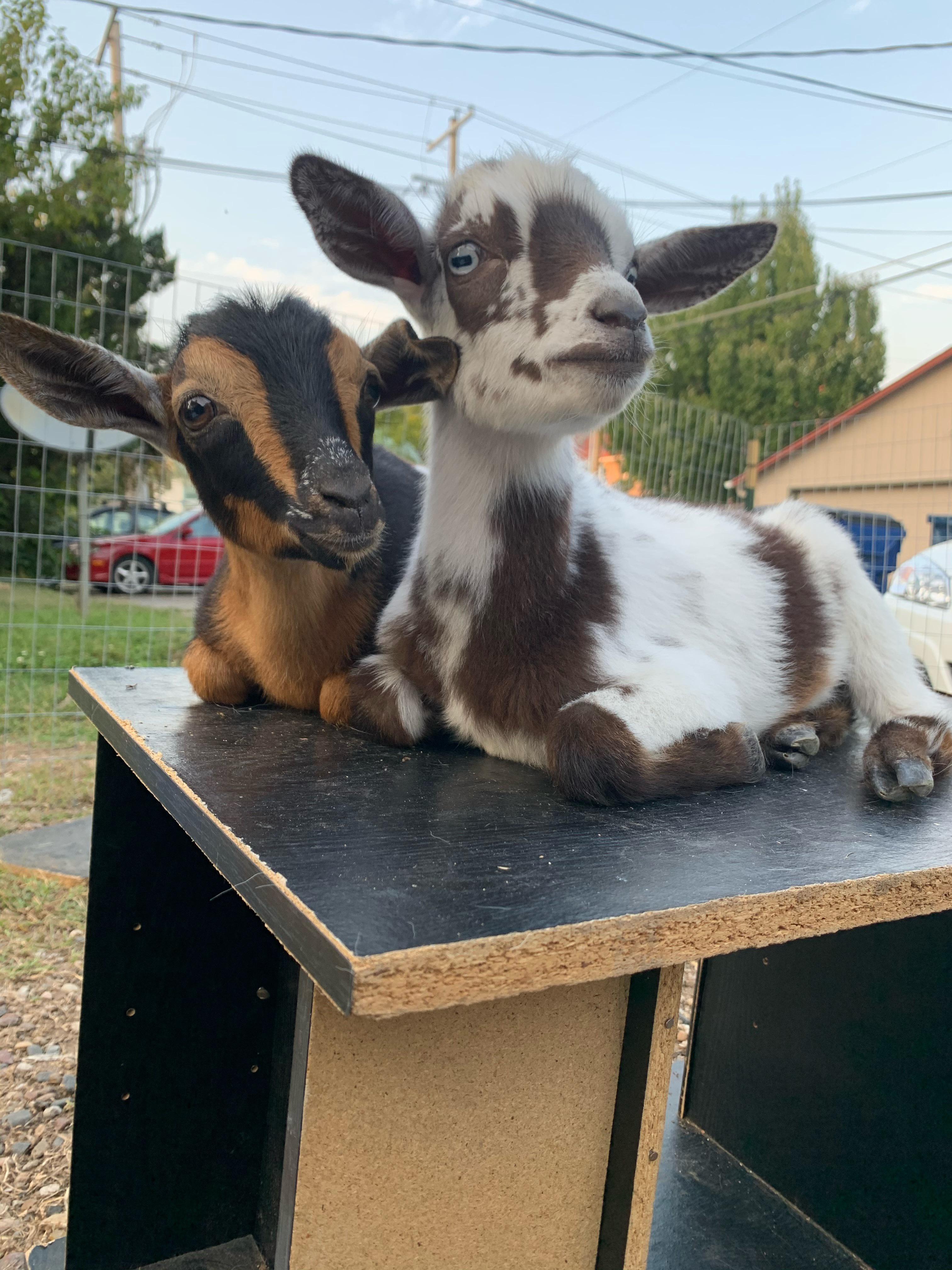 Daily dose of goat | Scrolller