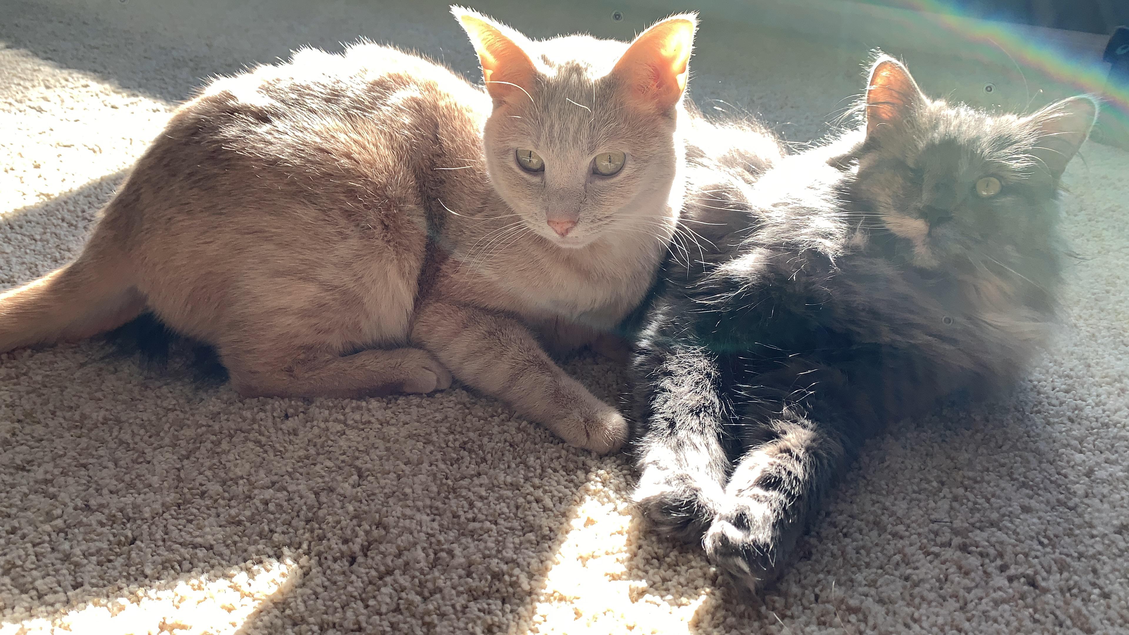 Daisy and the Cyclops | Scrolller