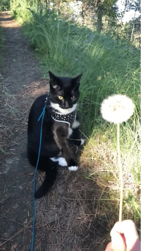 dandy slap | Scrolller