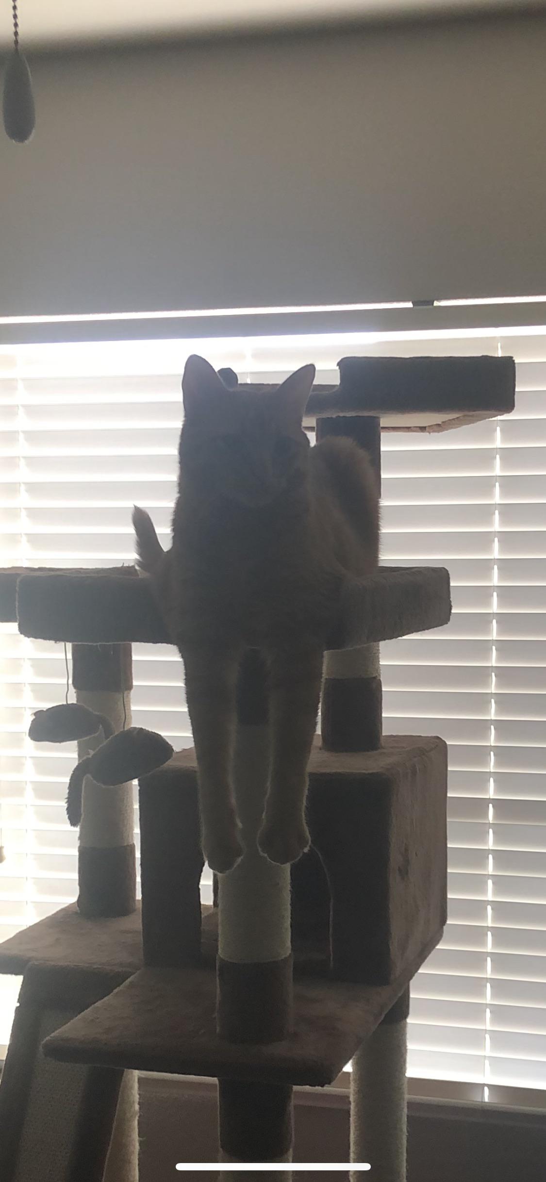 Dangly boi | Scrolller