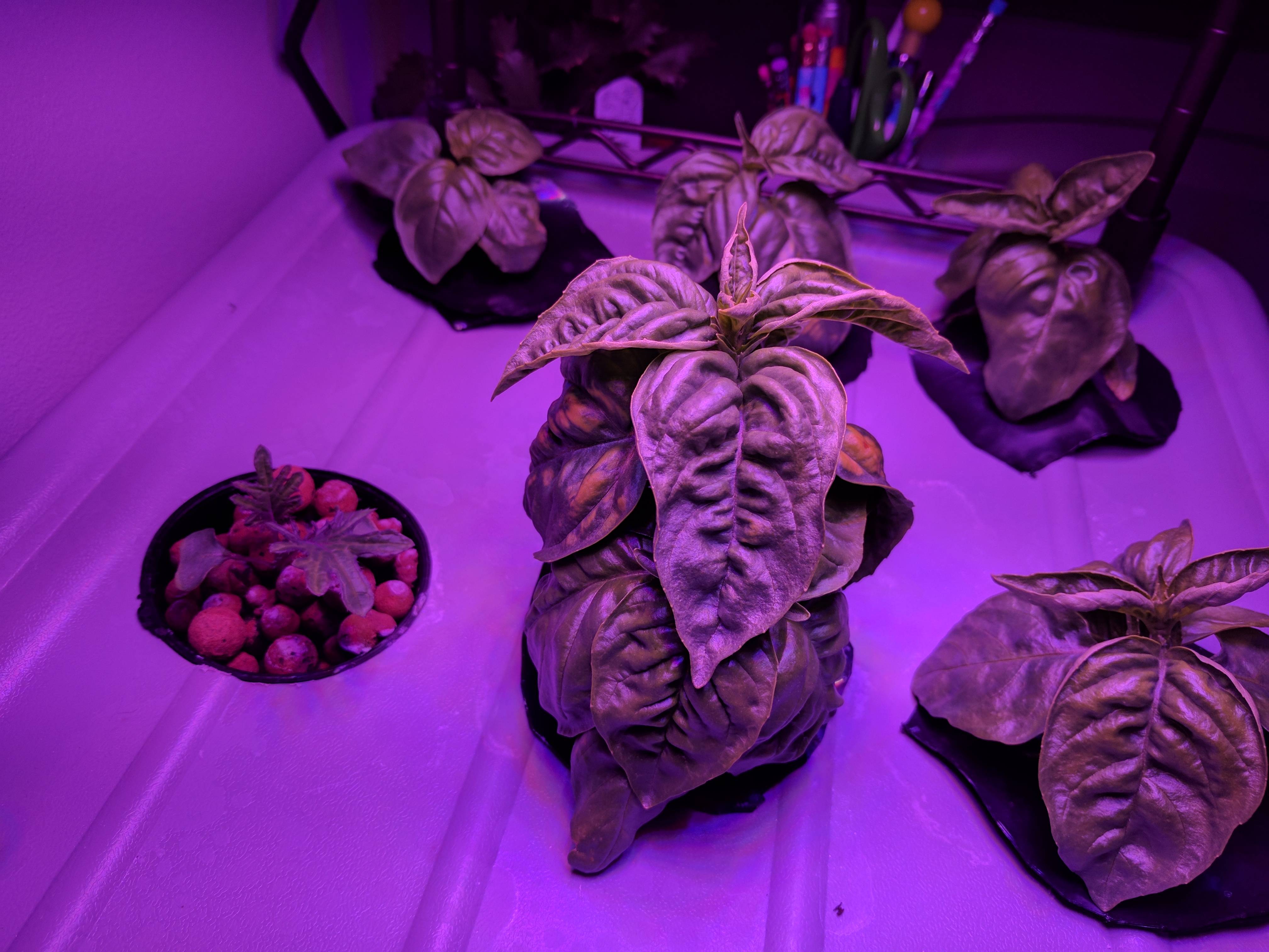 Dank hydroponic basil | Scrolller