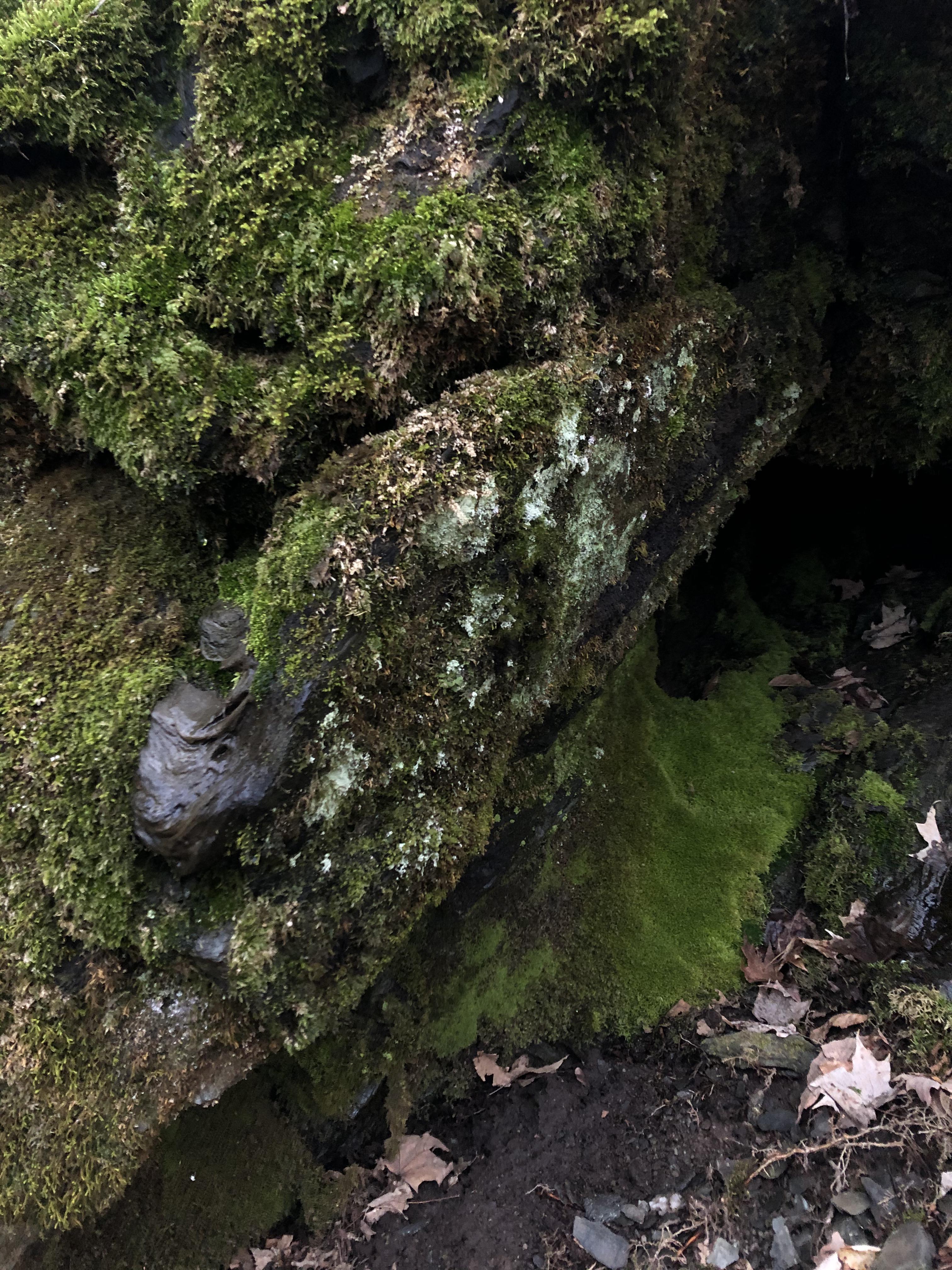 Dank moss | Scrolller