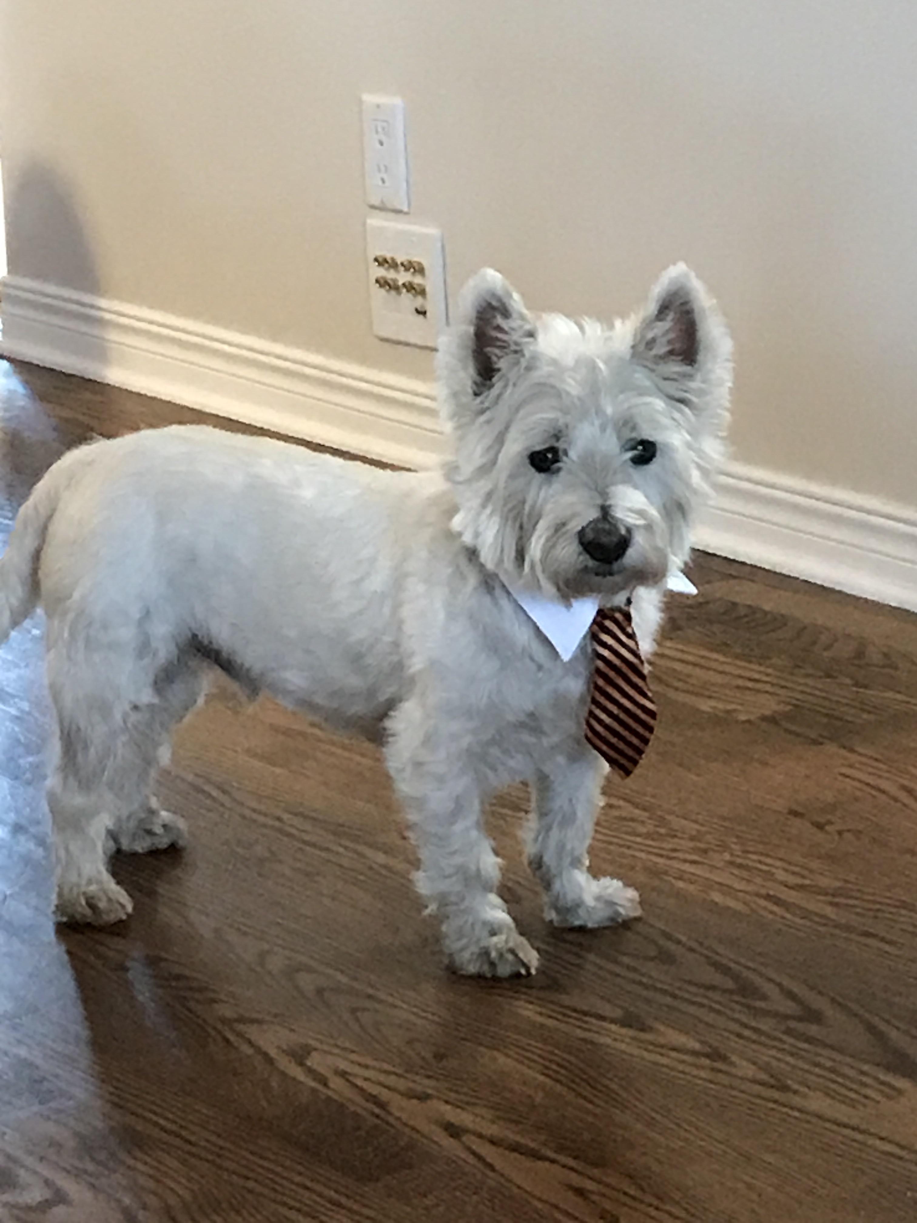 Dapper Halloween Boy | Scrolller