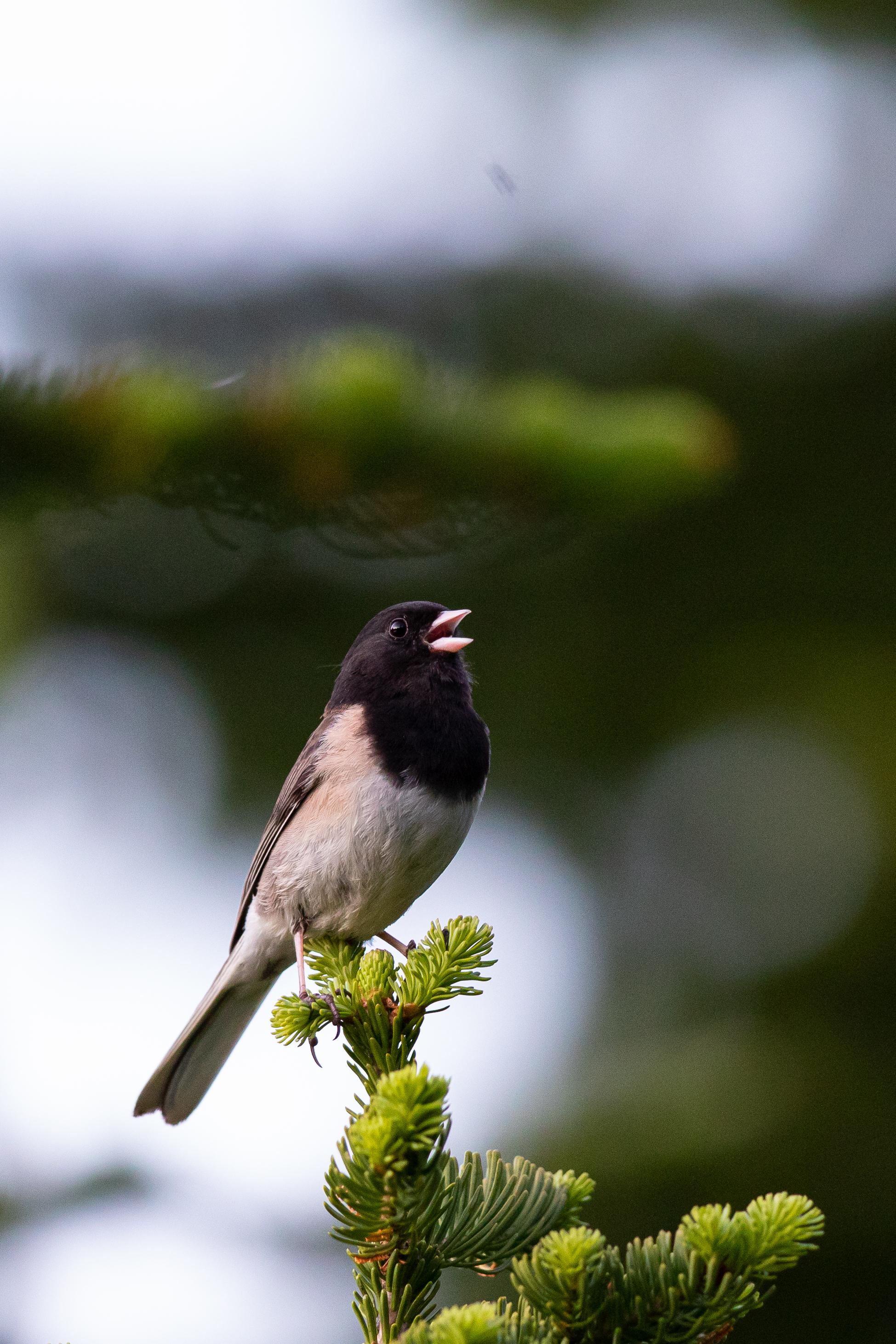 Dark-eyed Junco (Oregon) | Scrolller