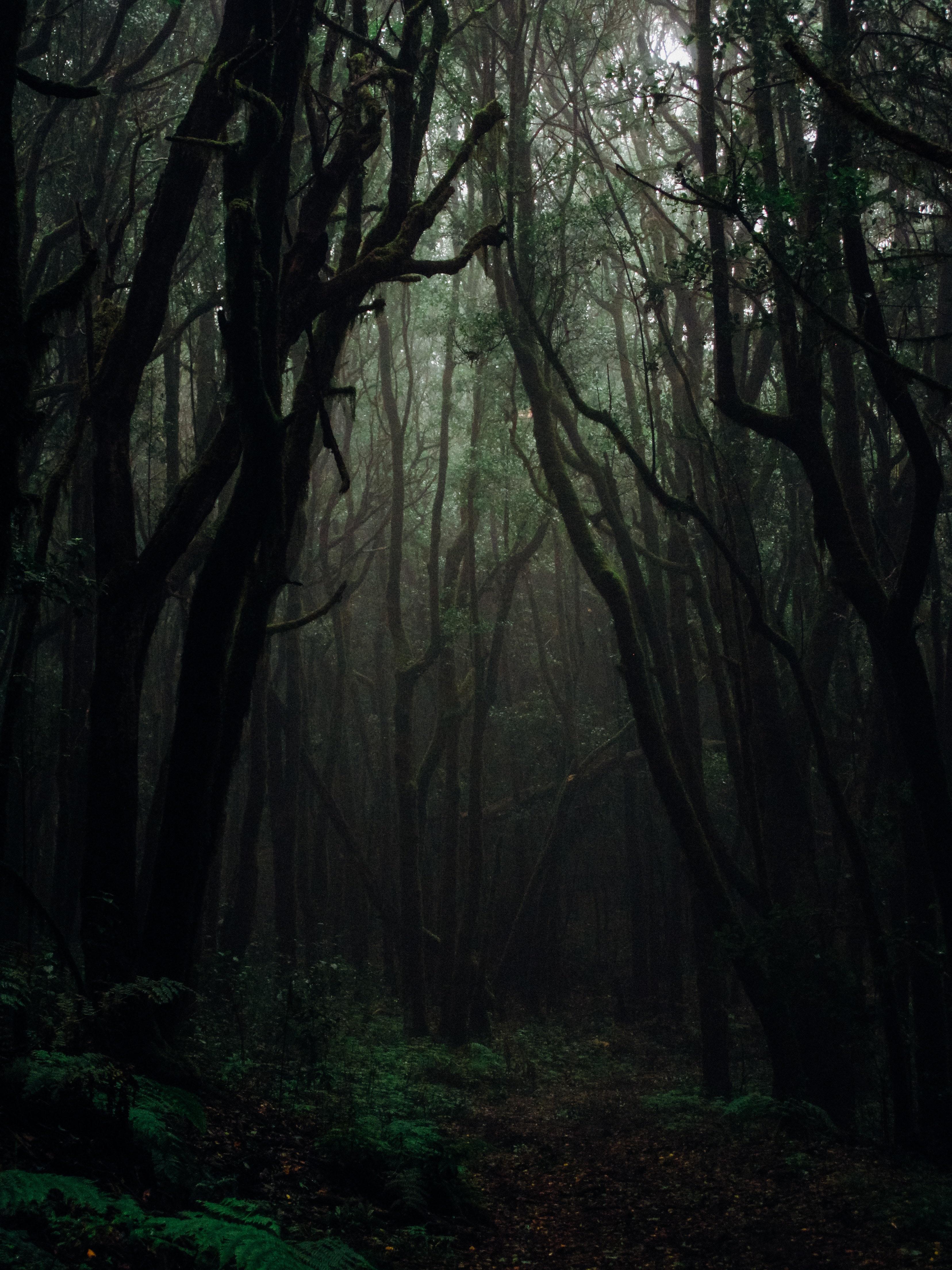 Dark Forest | Scrolller