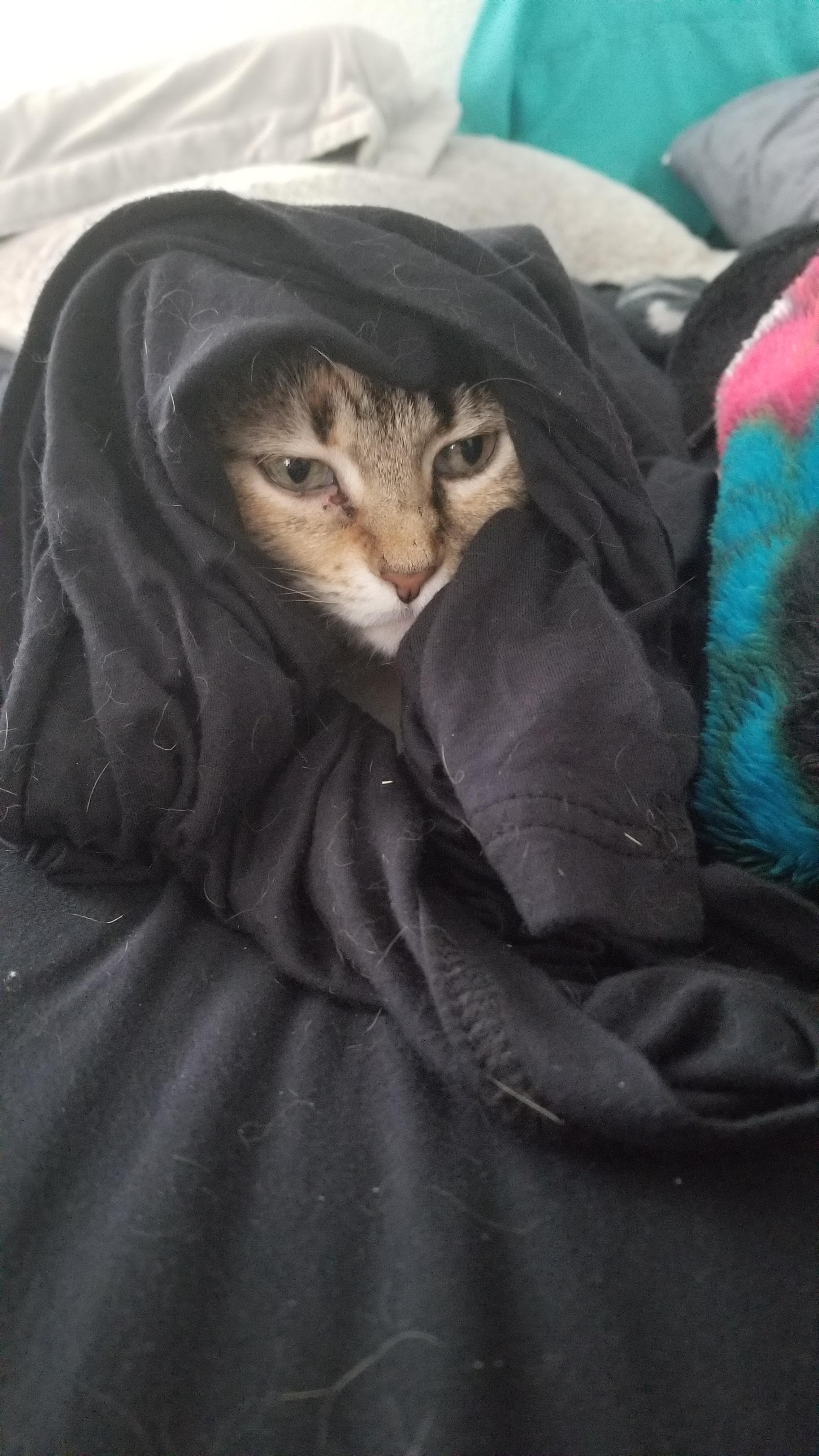 Darth Purrito | Scrolller