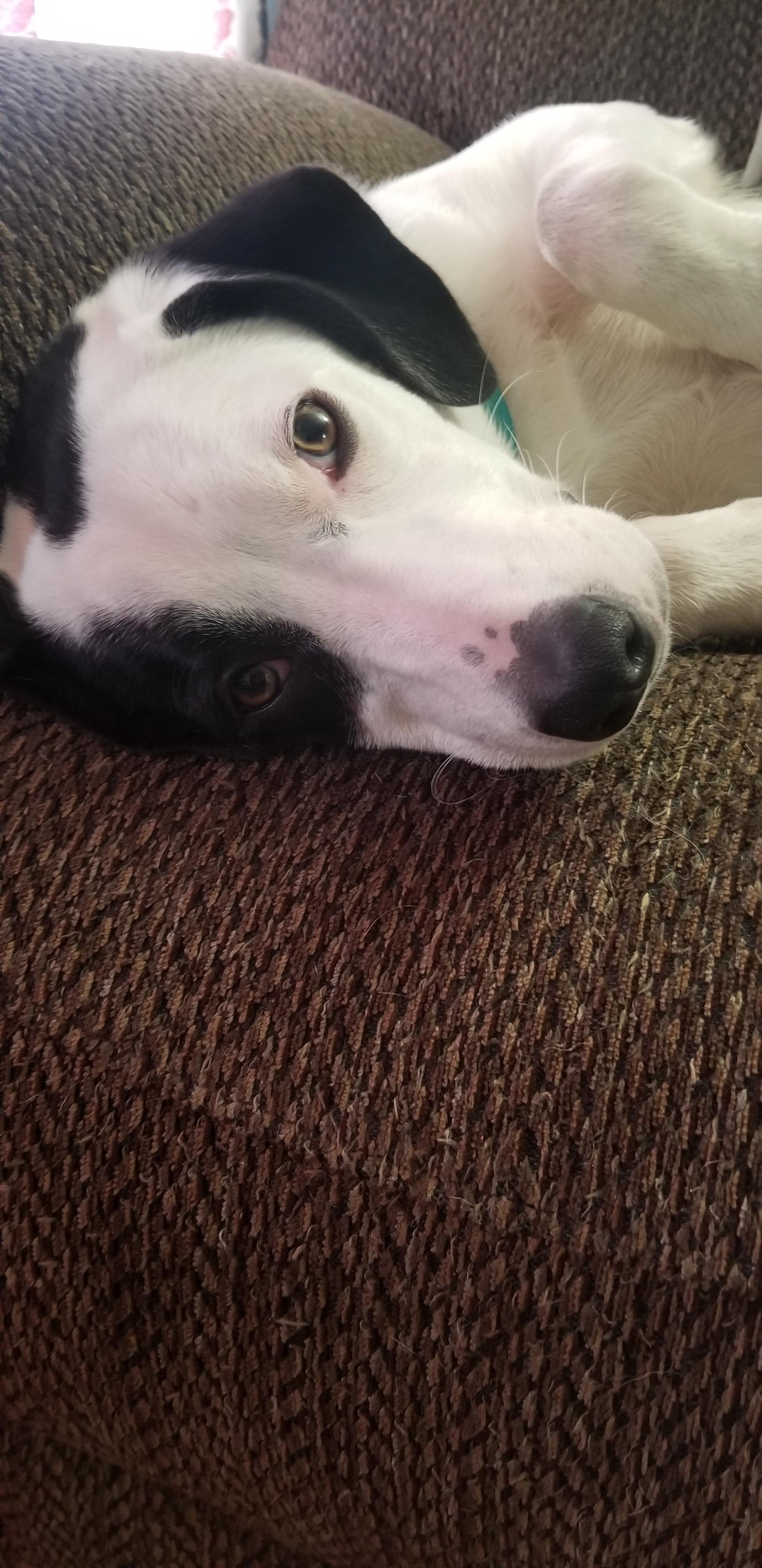 Daughters pup | Scrolller