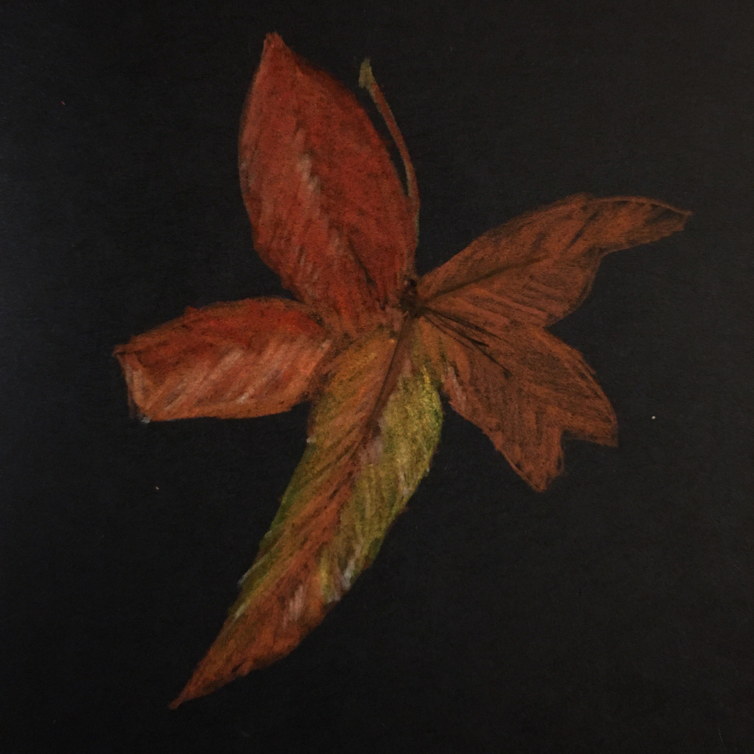 Day 8 - Colored Leaf | Scrolller