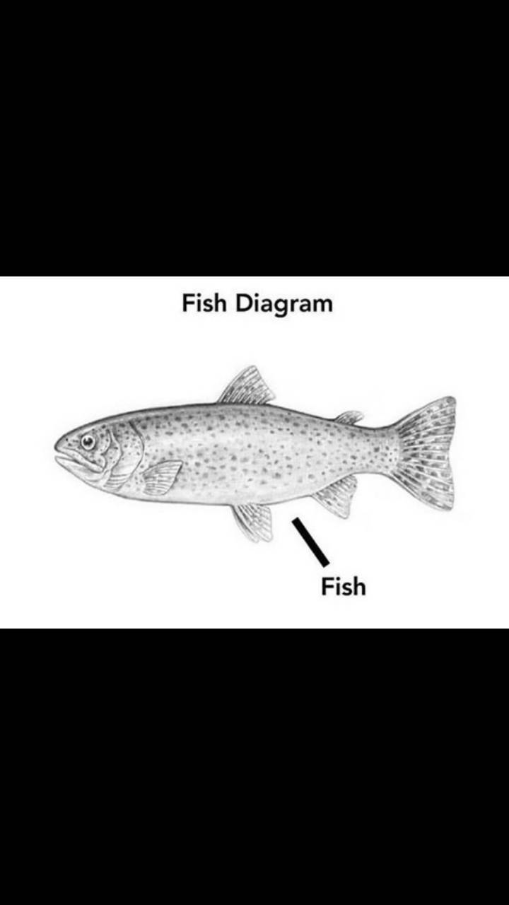 Dead sub | Scrolller