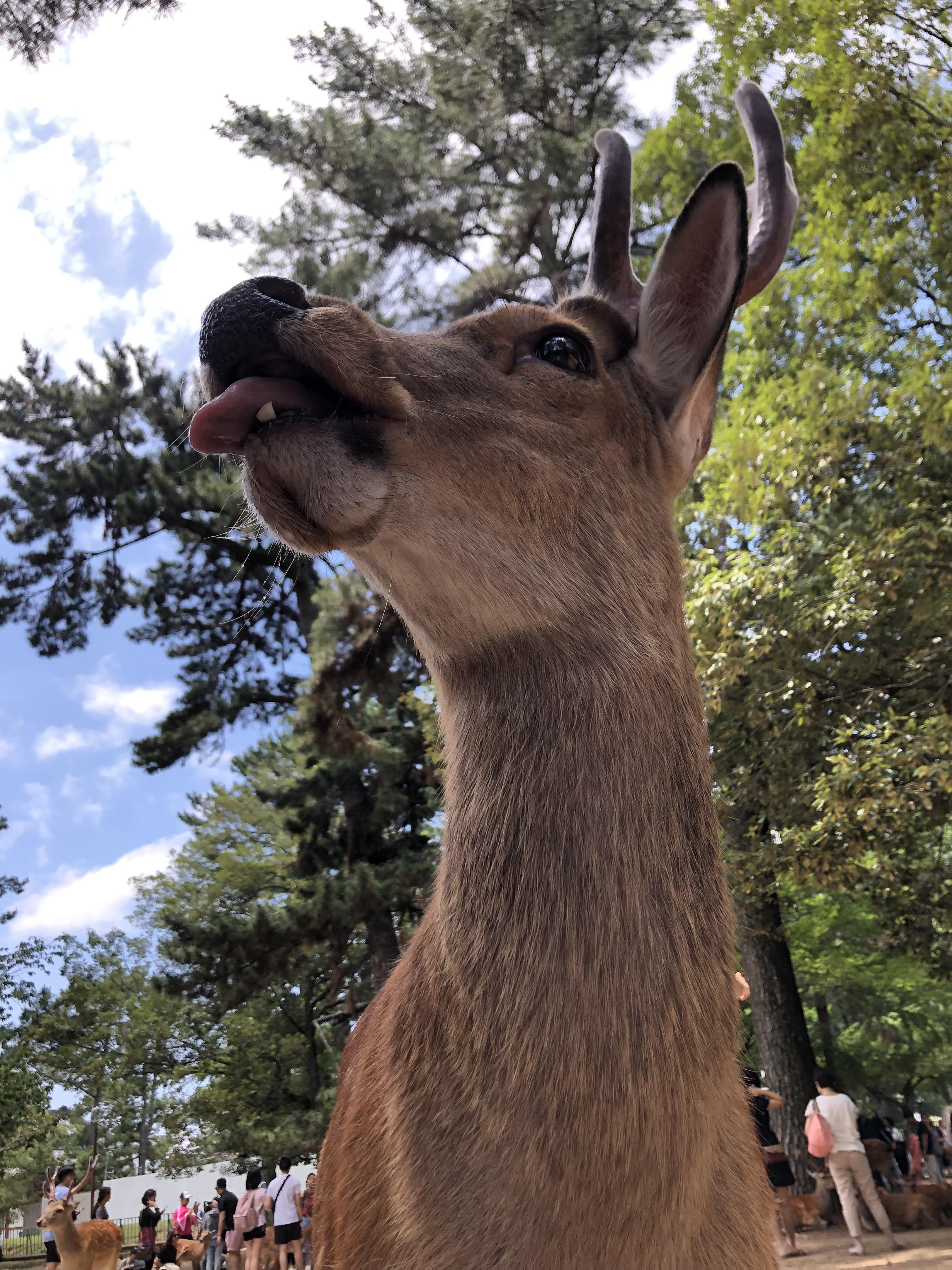Deer blup | Scrolller