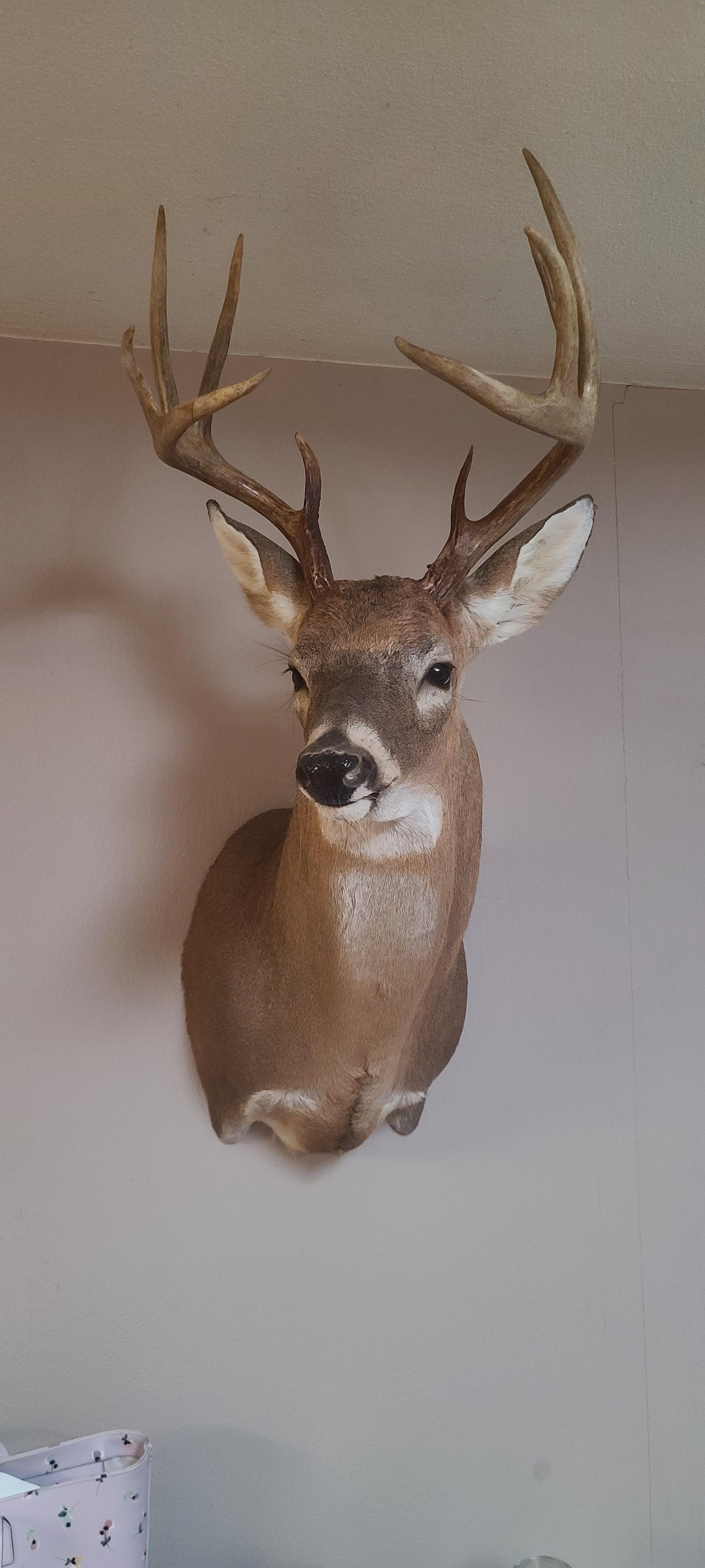 Deer from 3 years ago, still love this mount | Scrolller