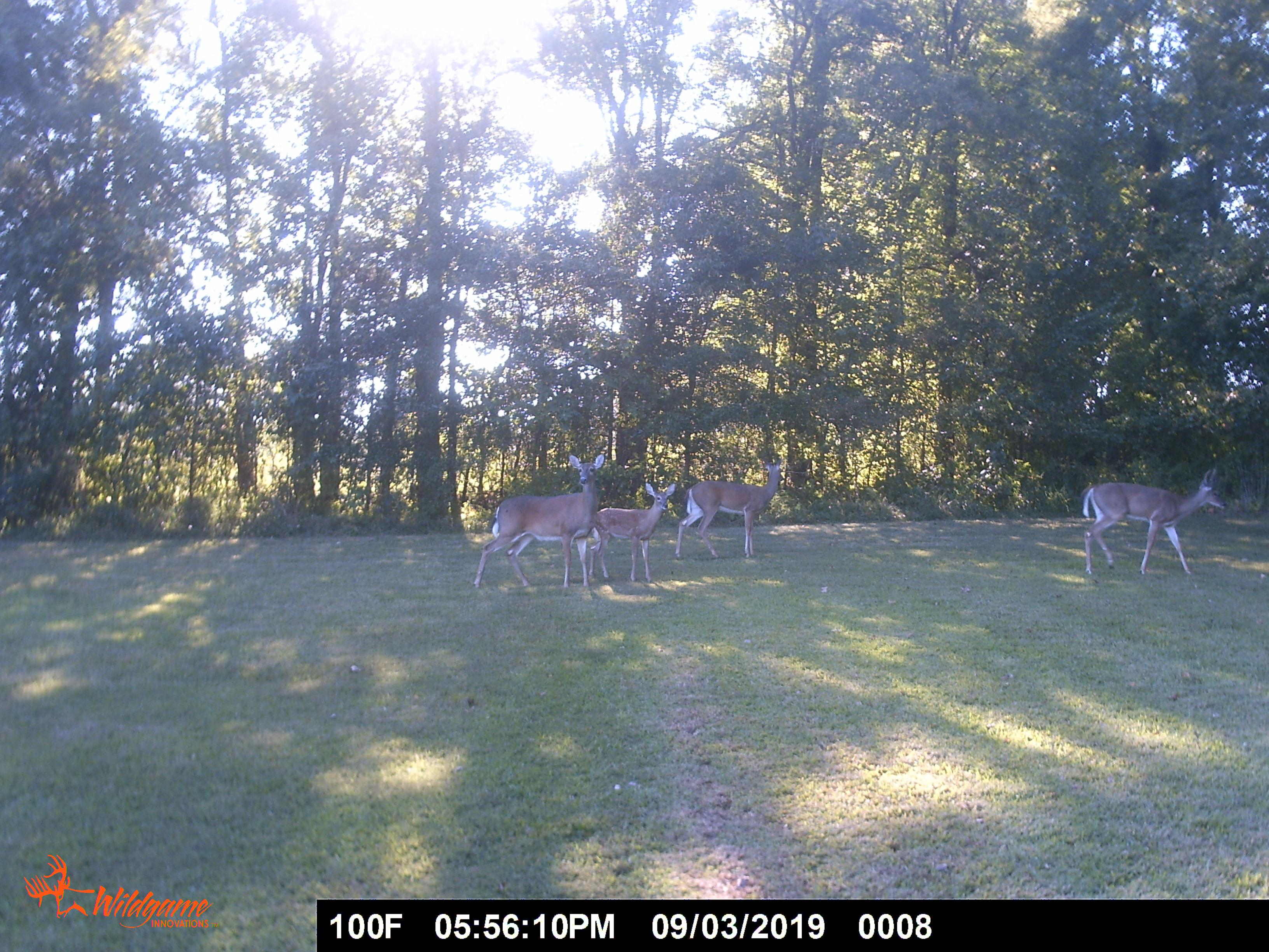 Deer Hwy part II | Scrolller