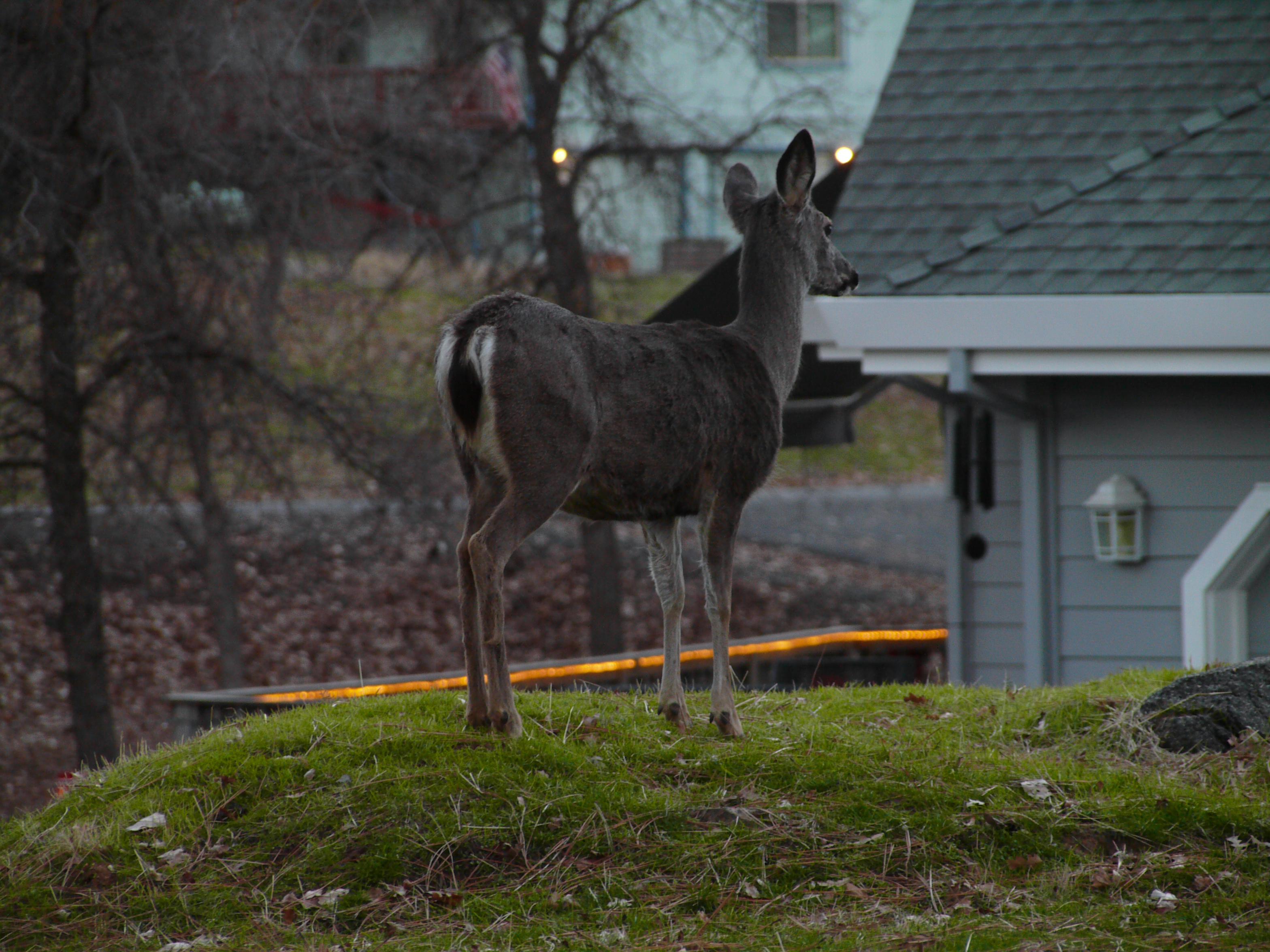 Deer lad | Scrolller