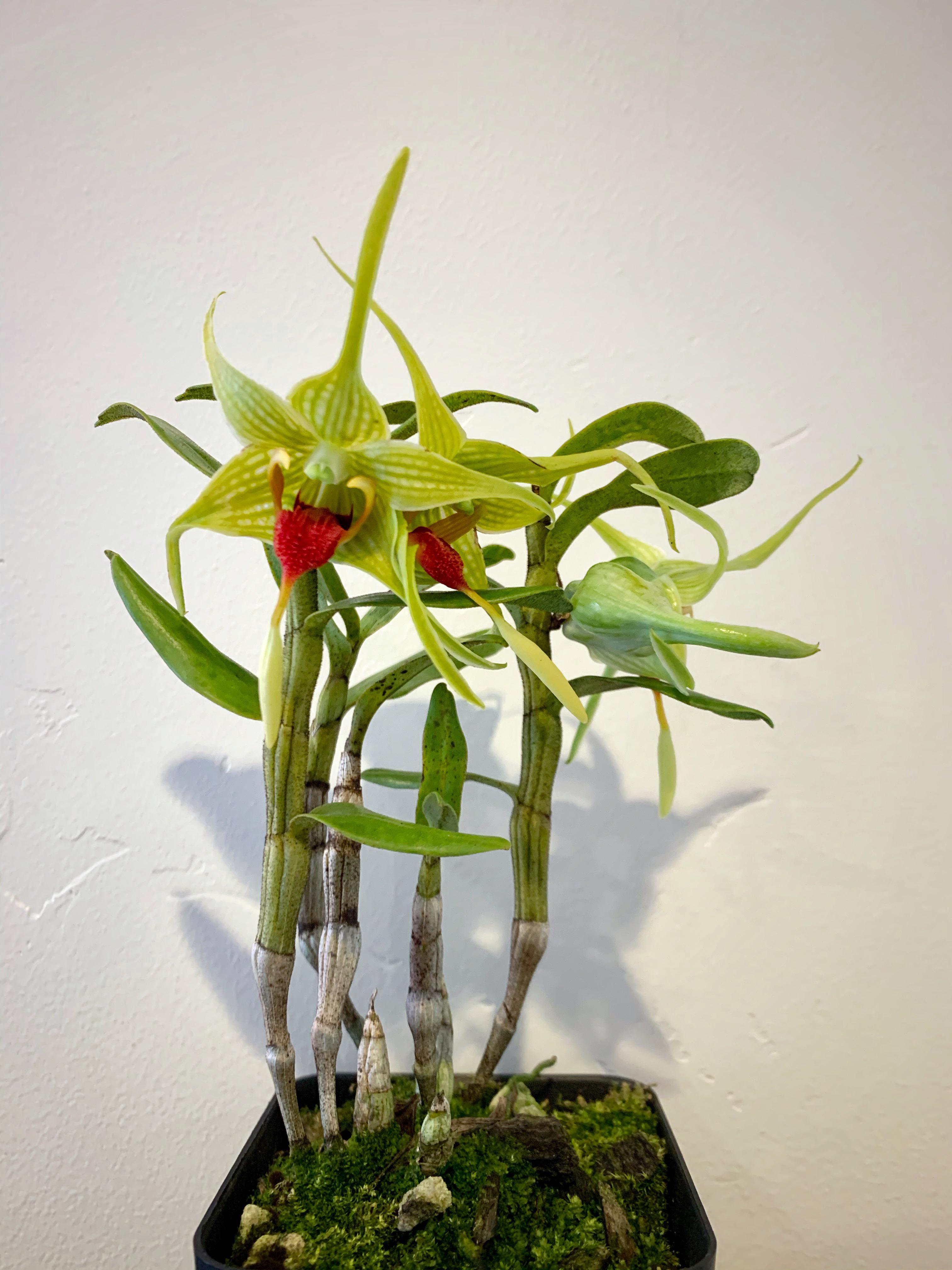 Dendrobium tobaense v. giganteum - I can’t help but smile (: | Scrolller