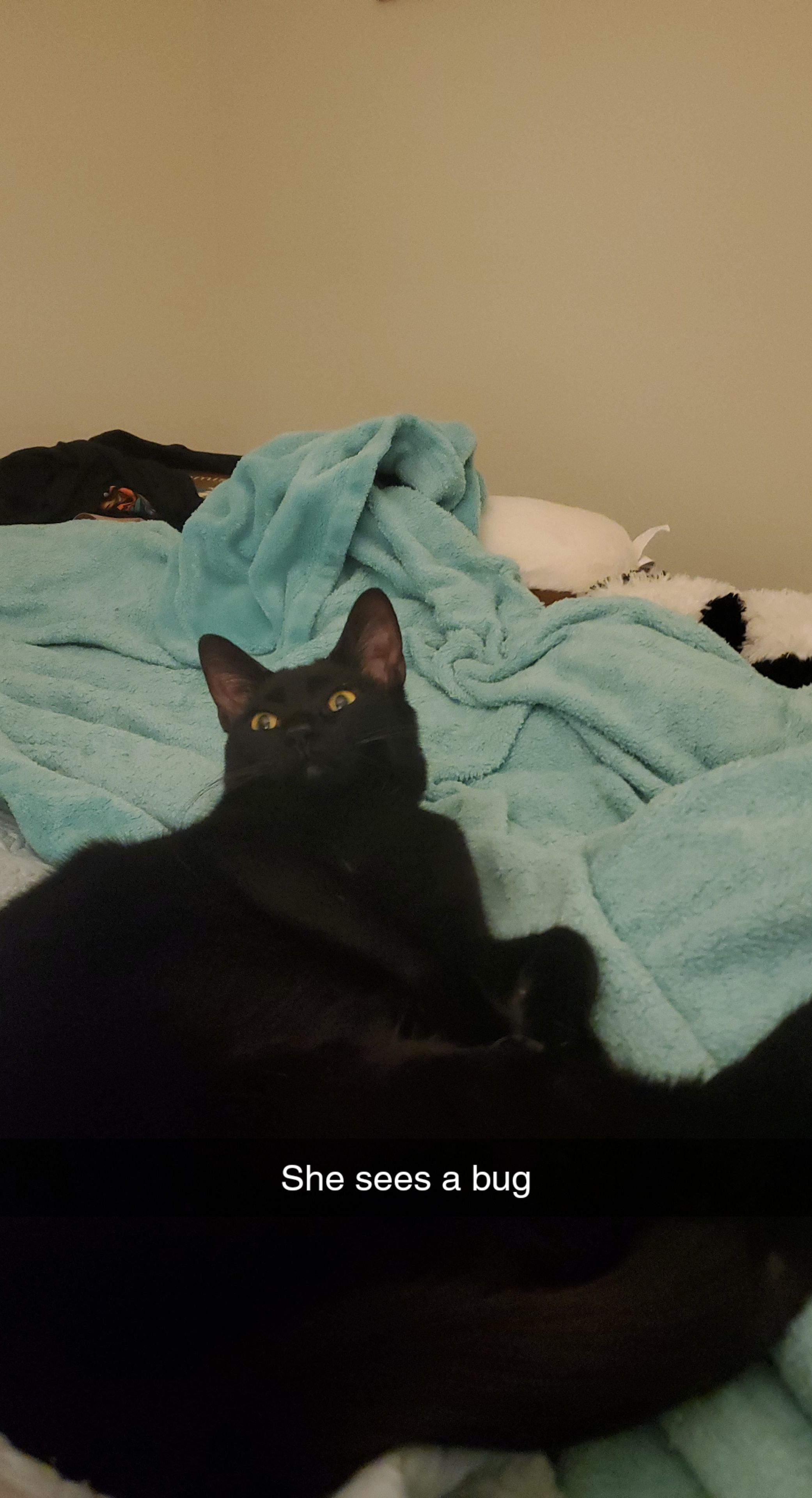 Derpy bug face | Scrolller