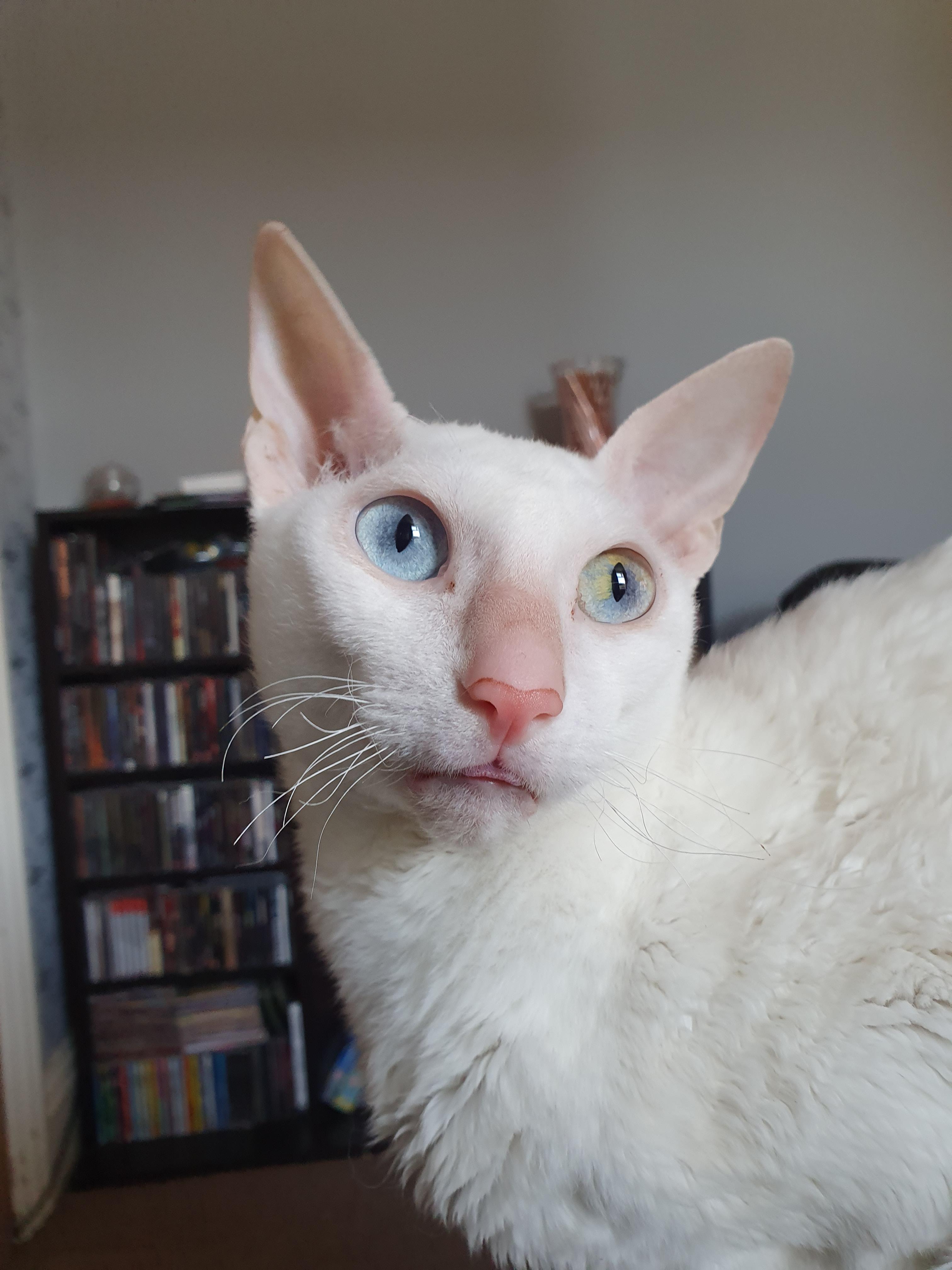 Derpy catto | Scrolller