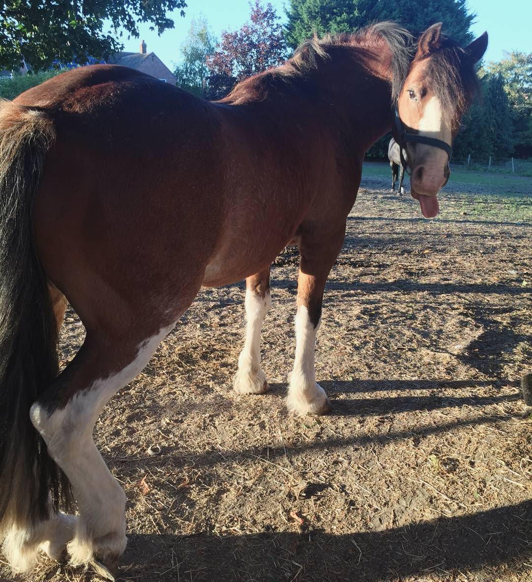 Derpy Horsey | Scrolller