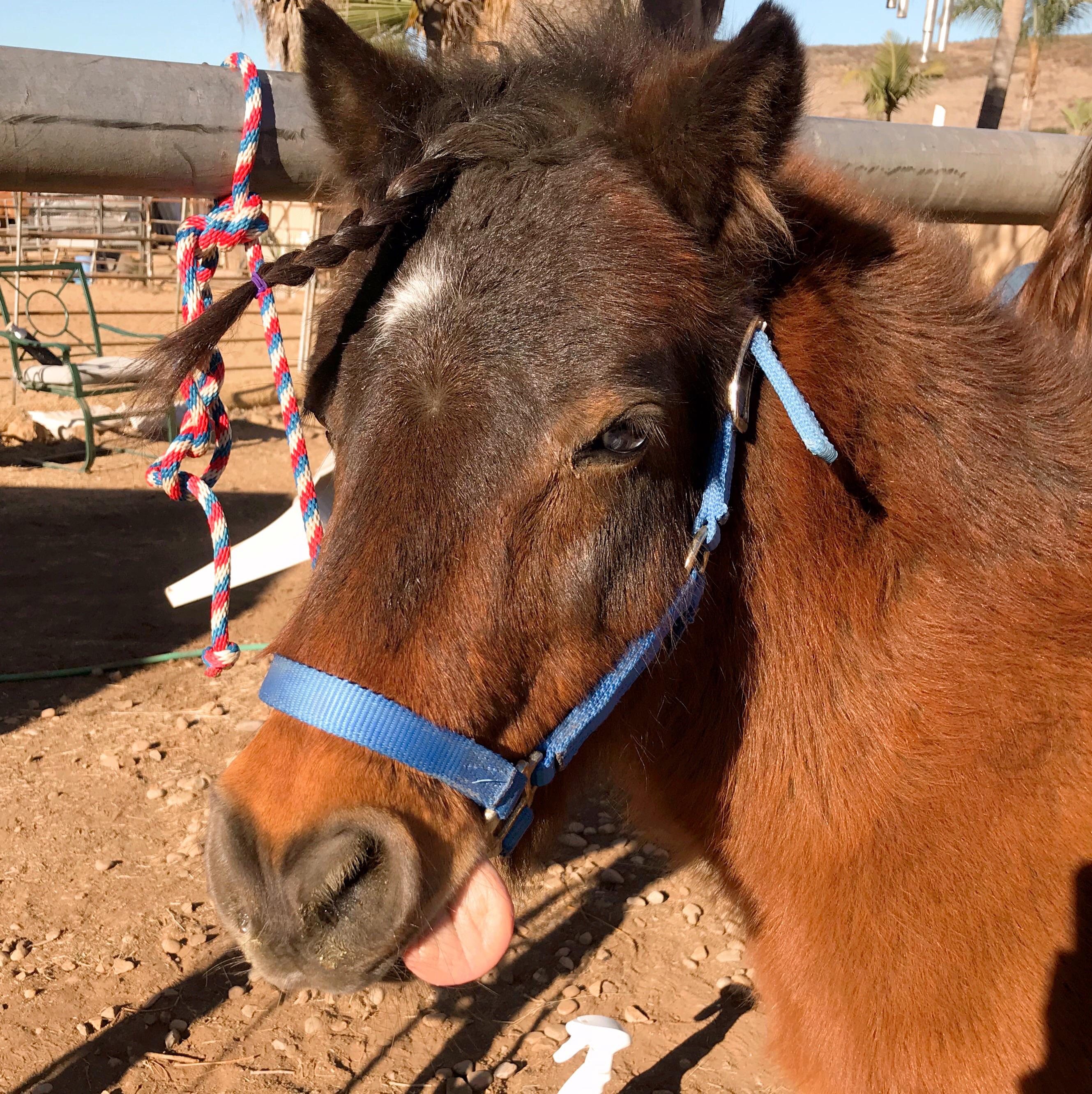 Derpy Joey the mini-horse, while being groomed. | Scrolller
