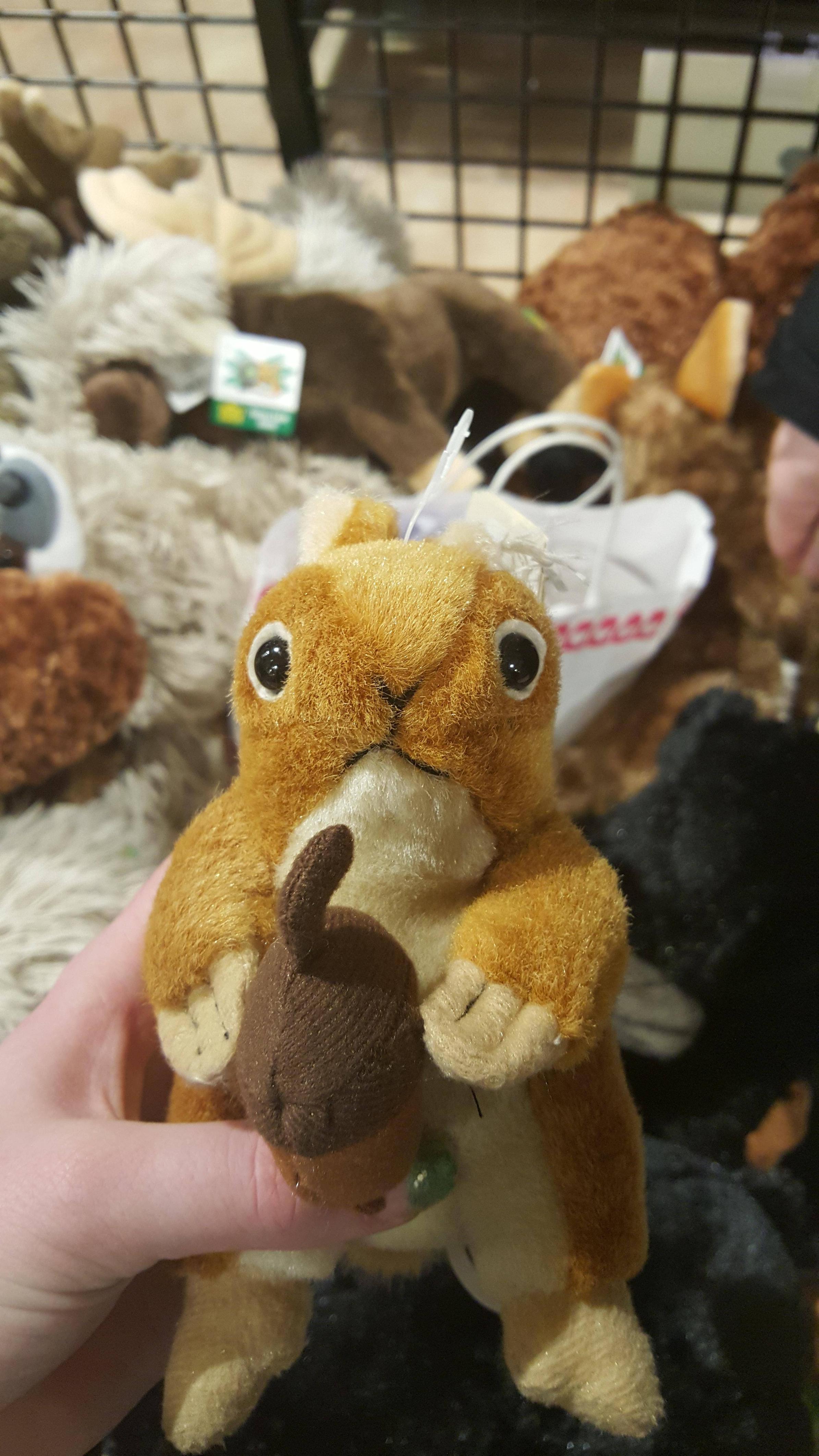 Derpy squirrel! | Scrolller