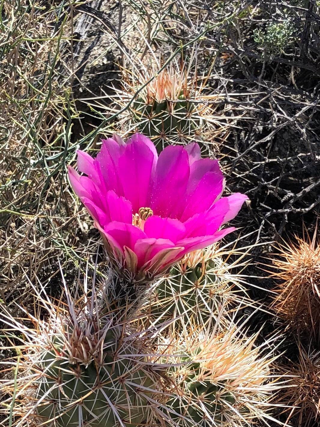 Desert in Bloom - Cathedral Canyon CA | Scrolller