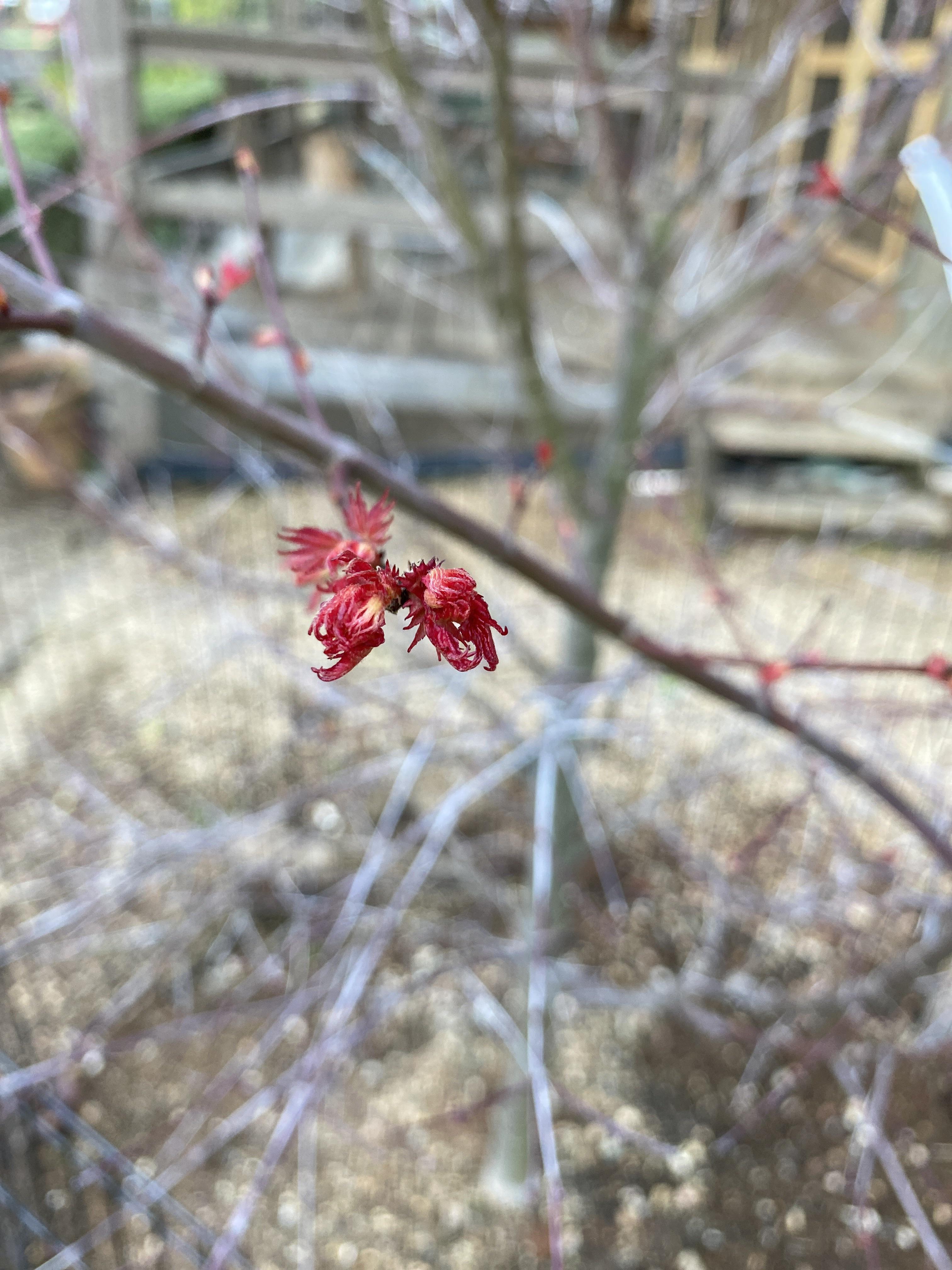 Deshojo finally waking up | Scrolller