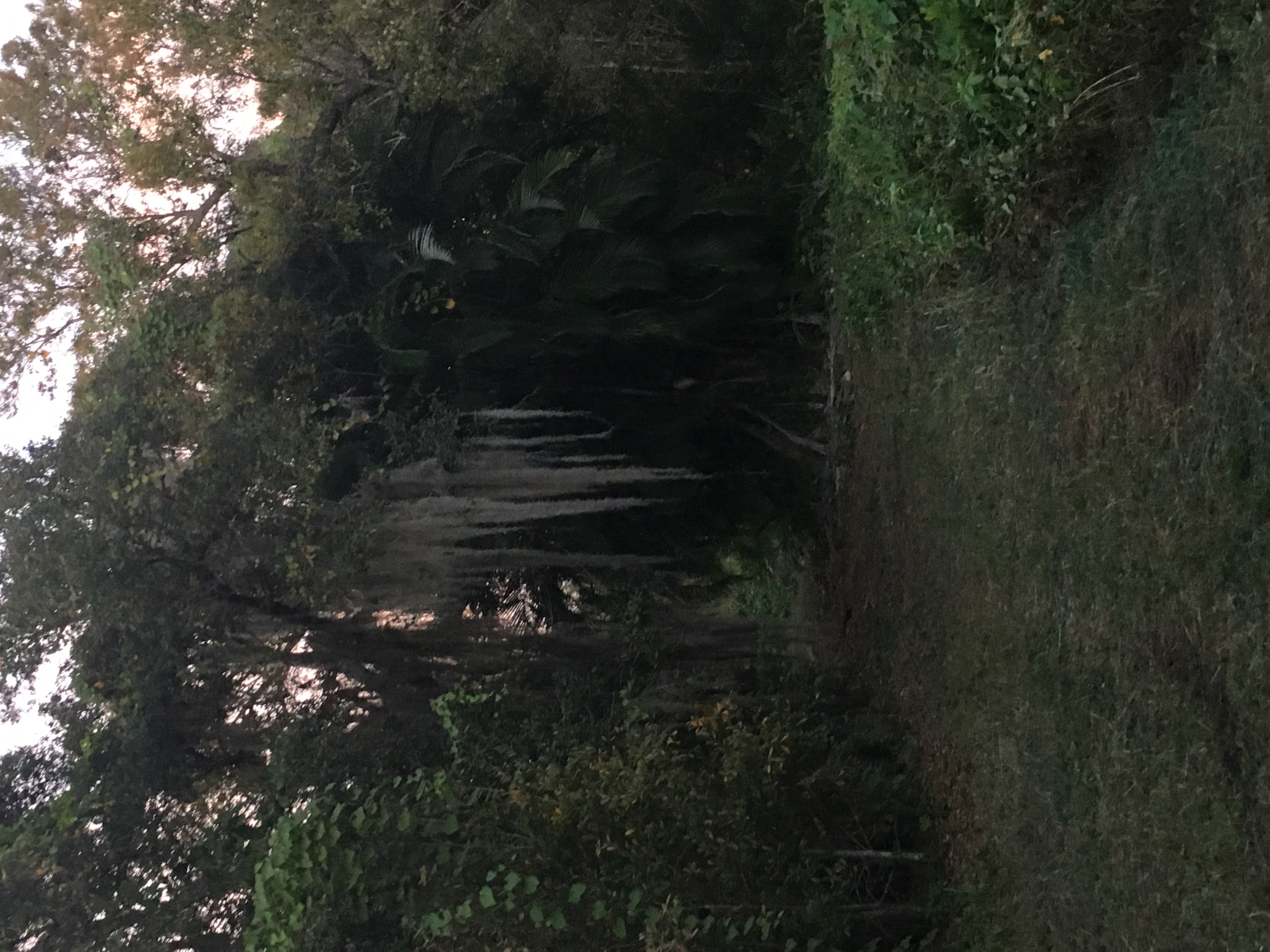 Desire path on my neighborhood trail | Scrolller