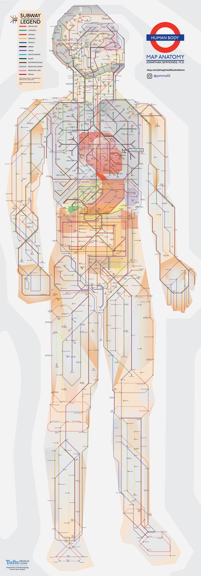 Detailed anatomy of the human body illustrated in the style of a subway map [OC] | Scrolller