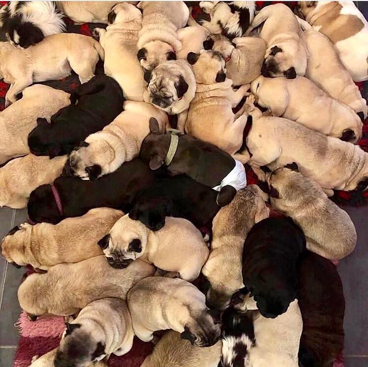 Did someone say ‘pug pile’? | Scrolller