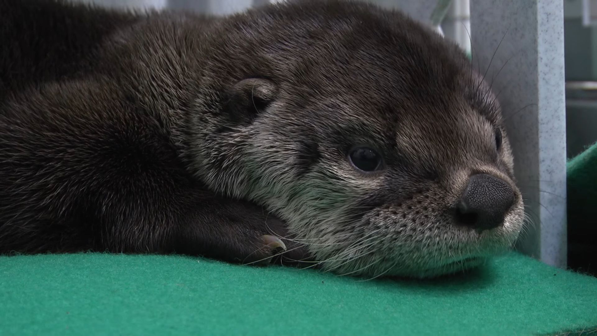 Did you just call me a SMALL clawed otter? | Scrolller