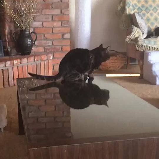 Die other dimension cat! | Scrolller