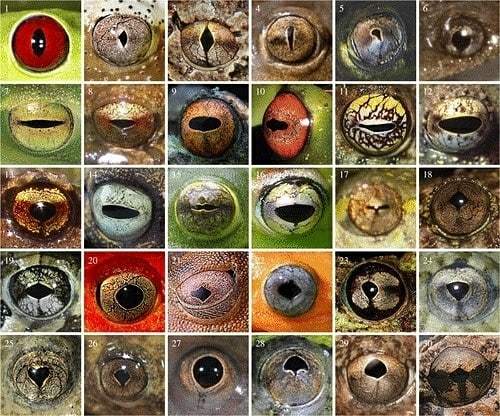🔥 Different types of Frog eyes!! Scientists have discovered there's seven distinct types of frog ...