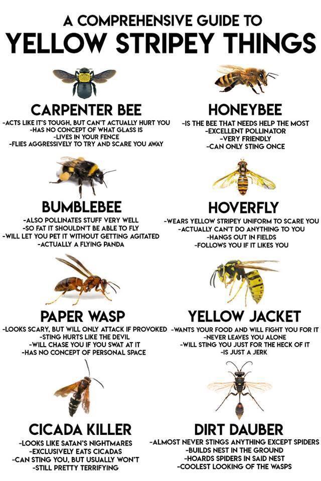 Different types of wasps and bees | Scrolller