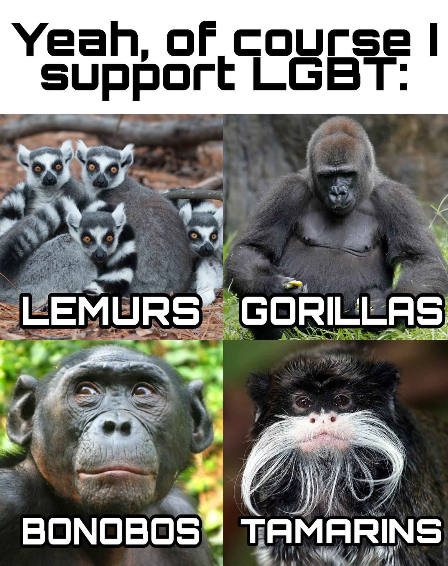 Differnet monkes not fight. All monkes support each other to fight evil ...