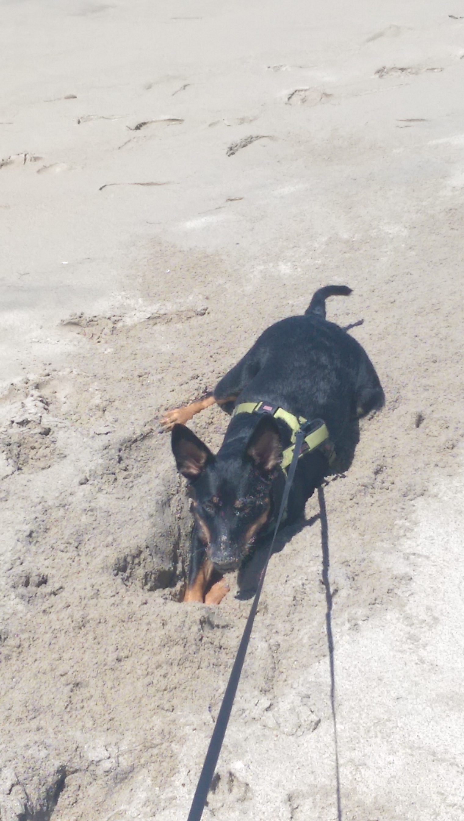 Digging at the beach | Scrolller