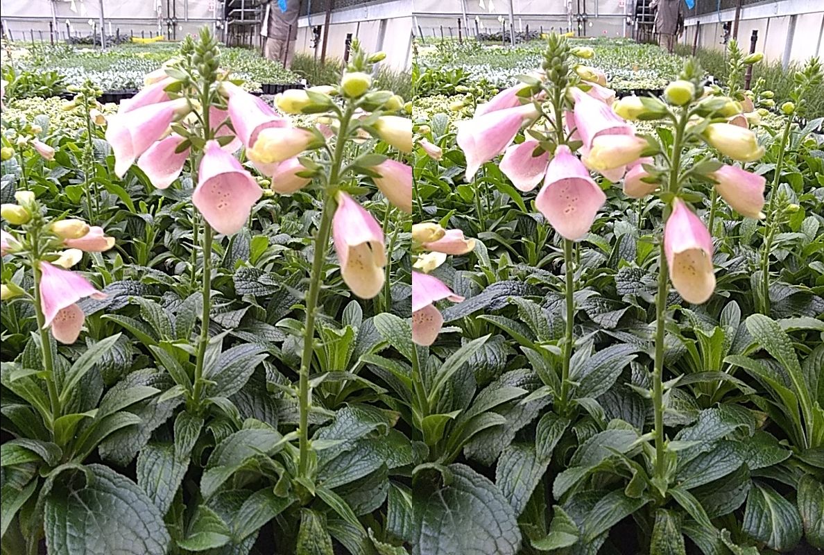 Digitalis aka foxglove | Scrolller