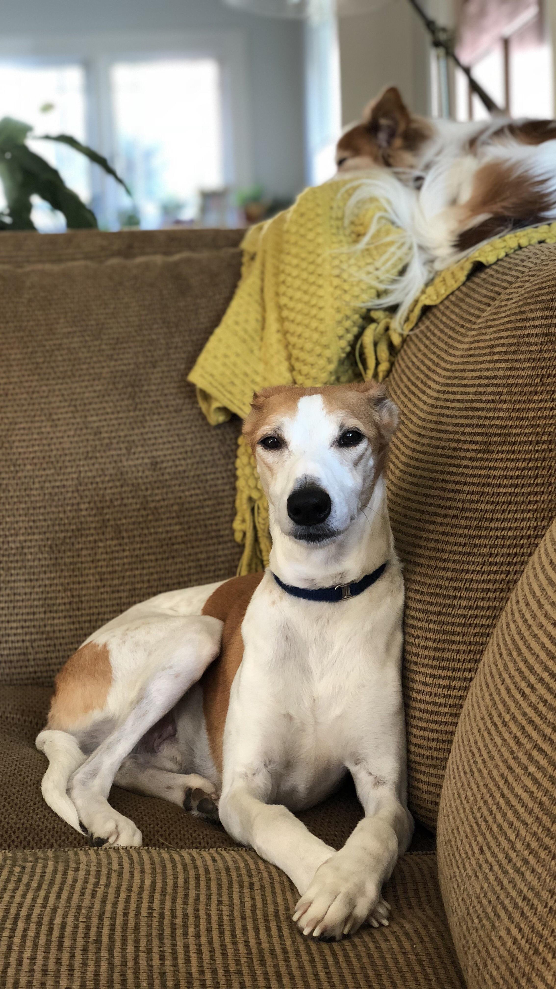 Dignified whippet | Scrolller