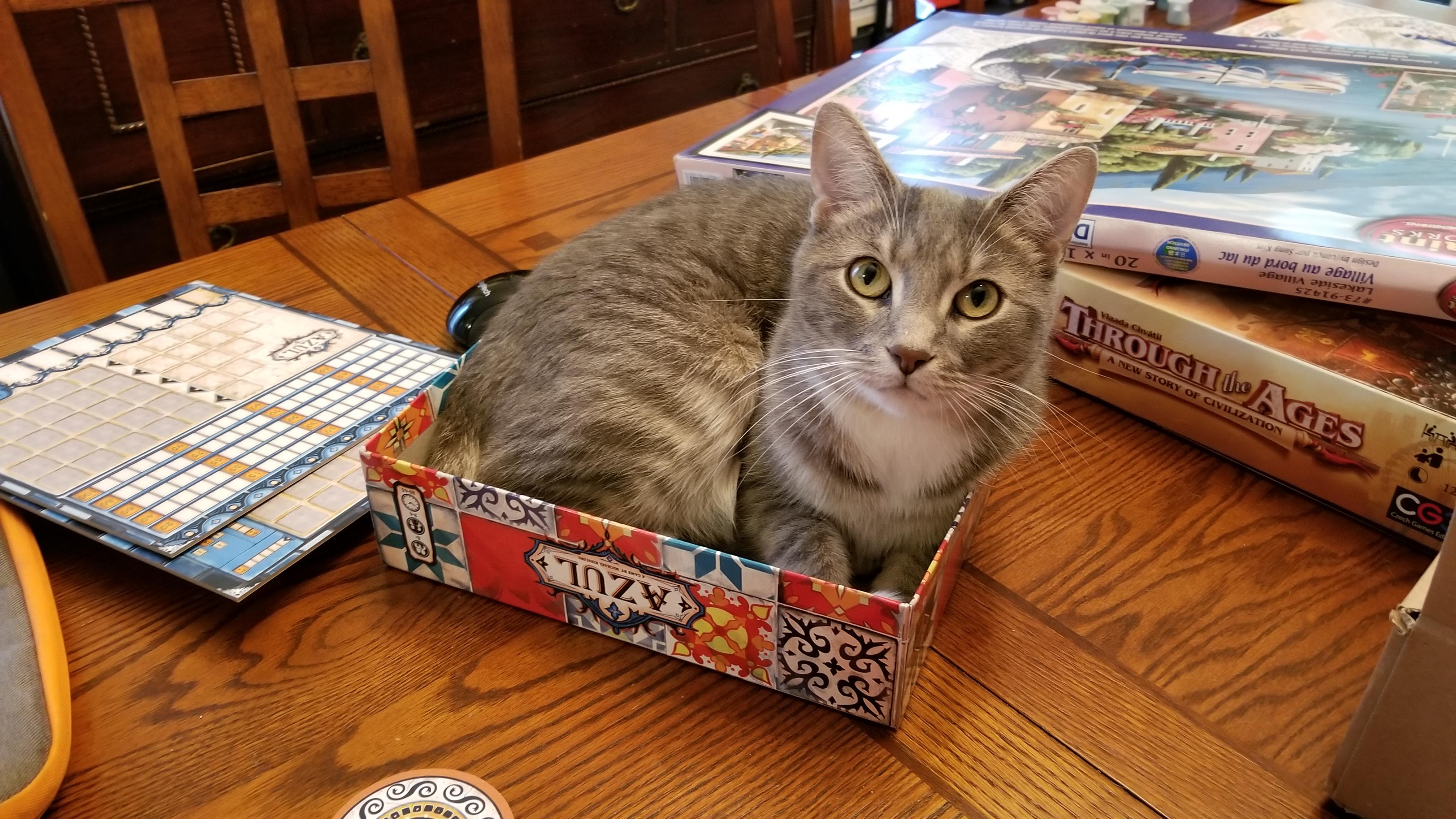 Dipper loves board game boxes | Scrolller